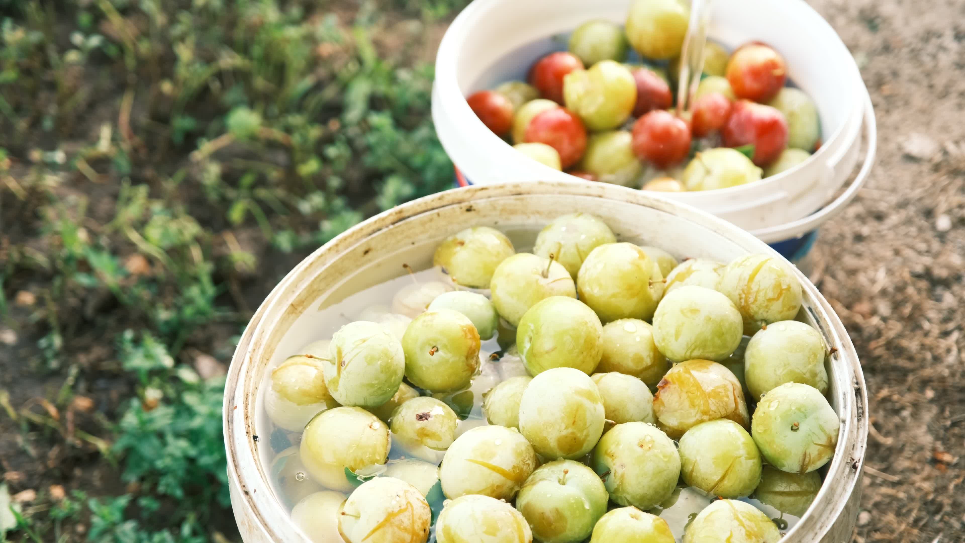 Two buckets filled with apples and green apples Free Stock Video ...