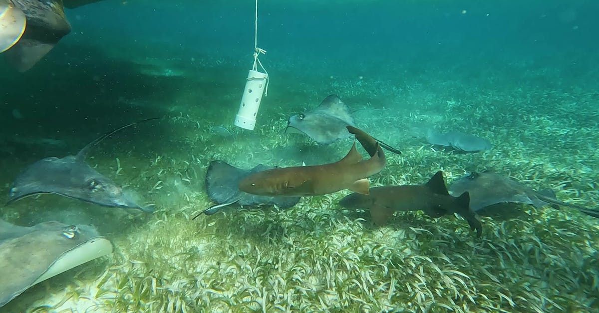 アカエイ エコツーリズム カリブ海 コーラル サンゴ礁 シースケープ シーラカンス シュノーケリング スキューバ スケート