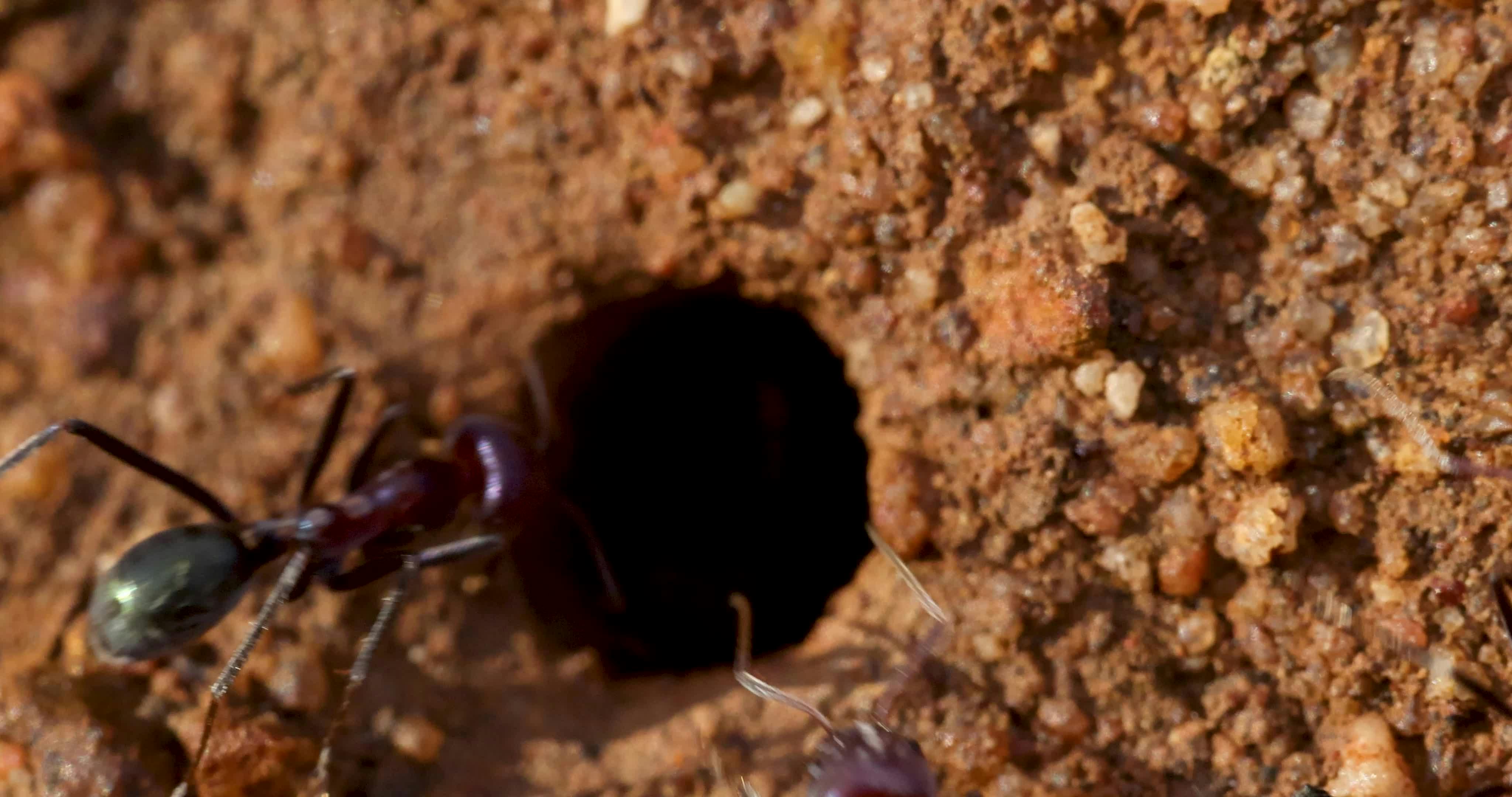 Ant colony Free Stock Video Footage, Royalty-Free 4K & HD Video Clip