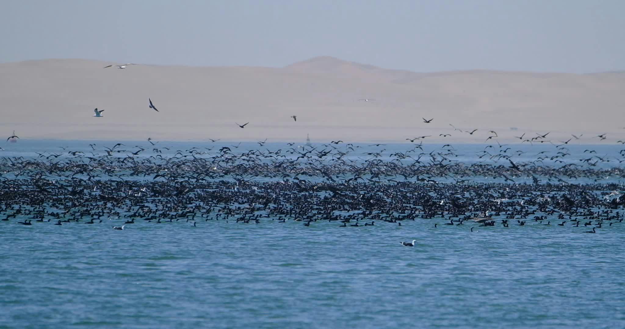 Amazing Flight Bird Videos, Download The BEST Free 4k Stock Video ...