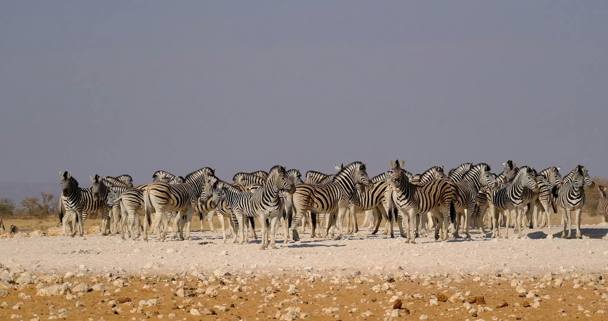 Digital Migration Videos, Download The BEST Free 4k Stock Video Footage ...