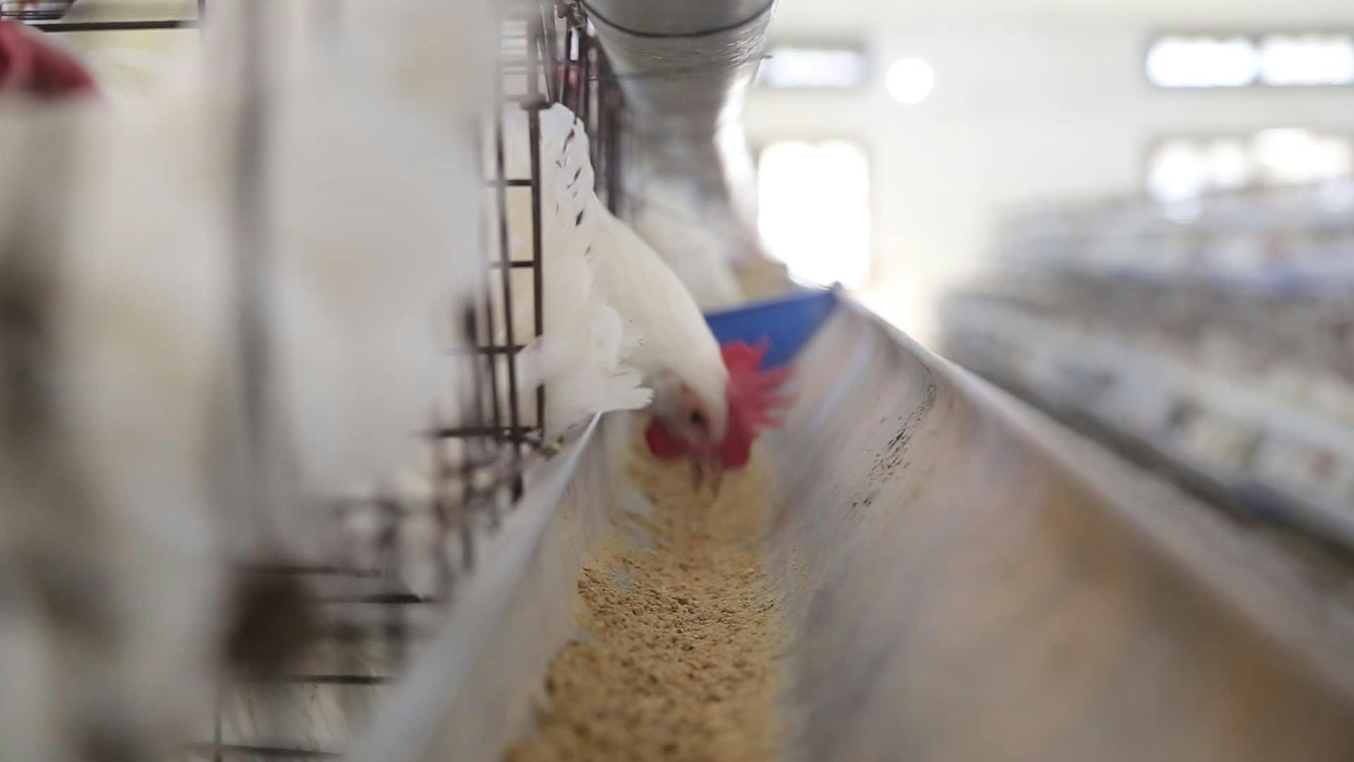 Poultry Farming Of Chickens As Business Free Stock Video Footage ...