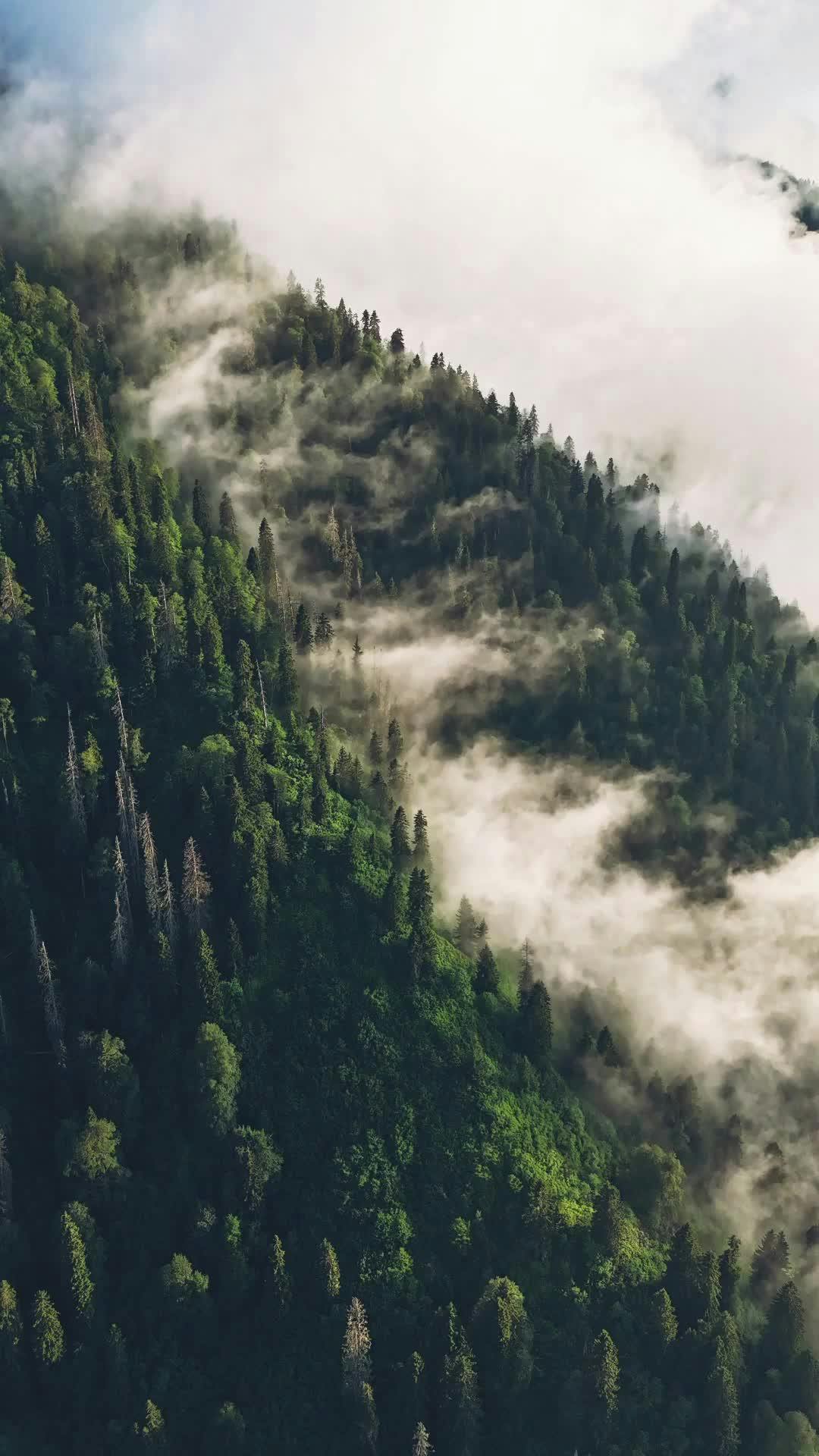 A forest with trees and fog in the background Free Stock Video Footage ...