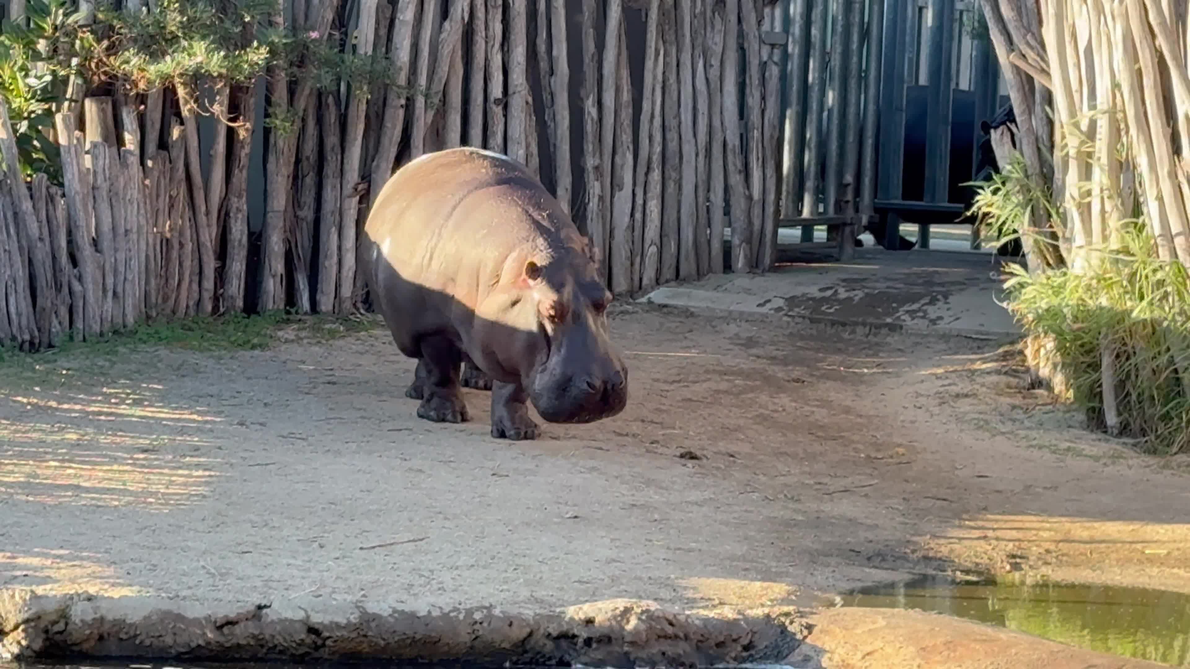 Hippo Love Free Stock Video Footage, Royalty-Free 4K & HD Video Clip