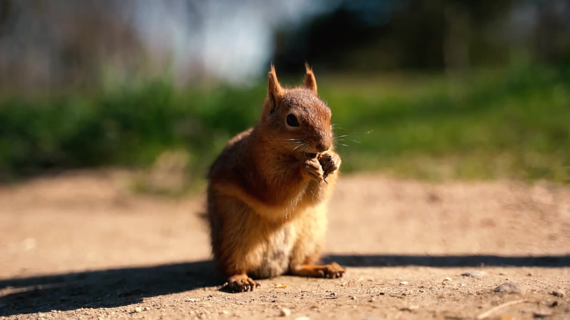A squirrel sitting on the ground with its paws up Free Stock Video ...