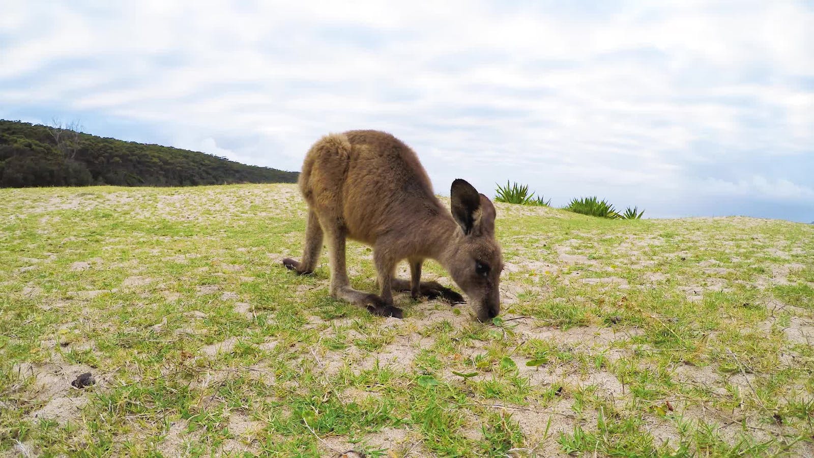 Australian Videos, Download The BEST Free 4k Stock Video Footage ...