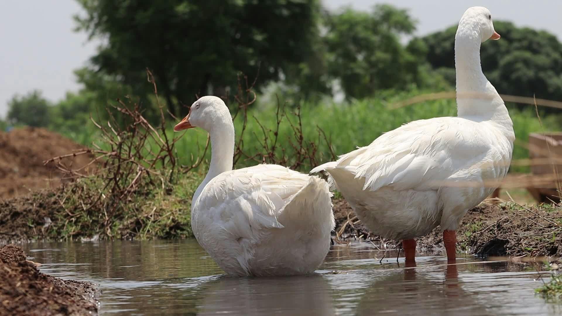 4k Wallpaper Ducks Videos, Download The BEST Free 4k Stock Video ...