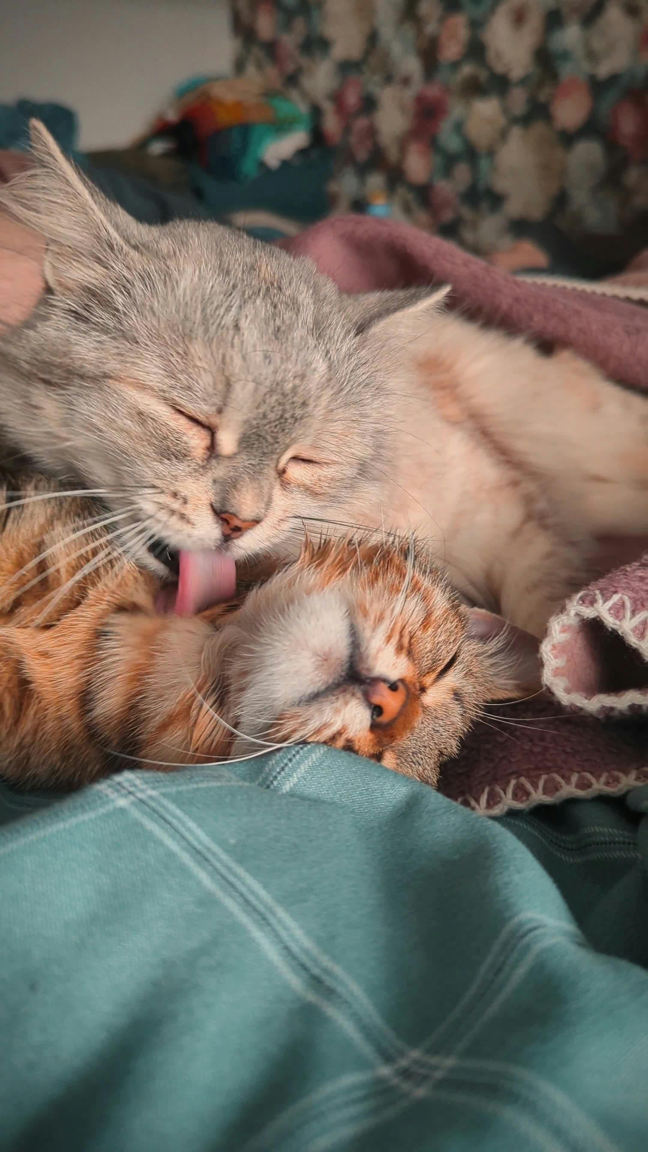 Cats Baby Videos, Download The BEST Free 4k Stock Video Footage & Cats ...