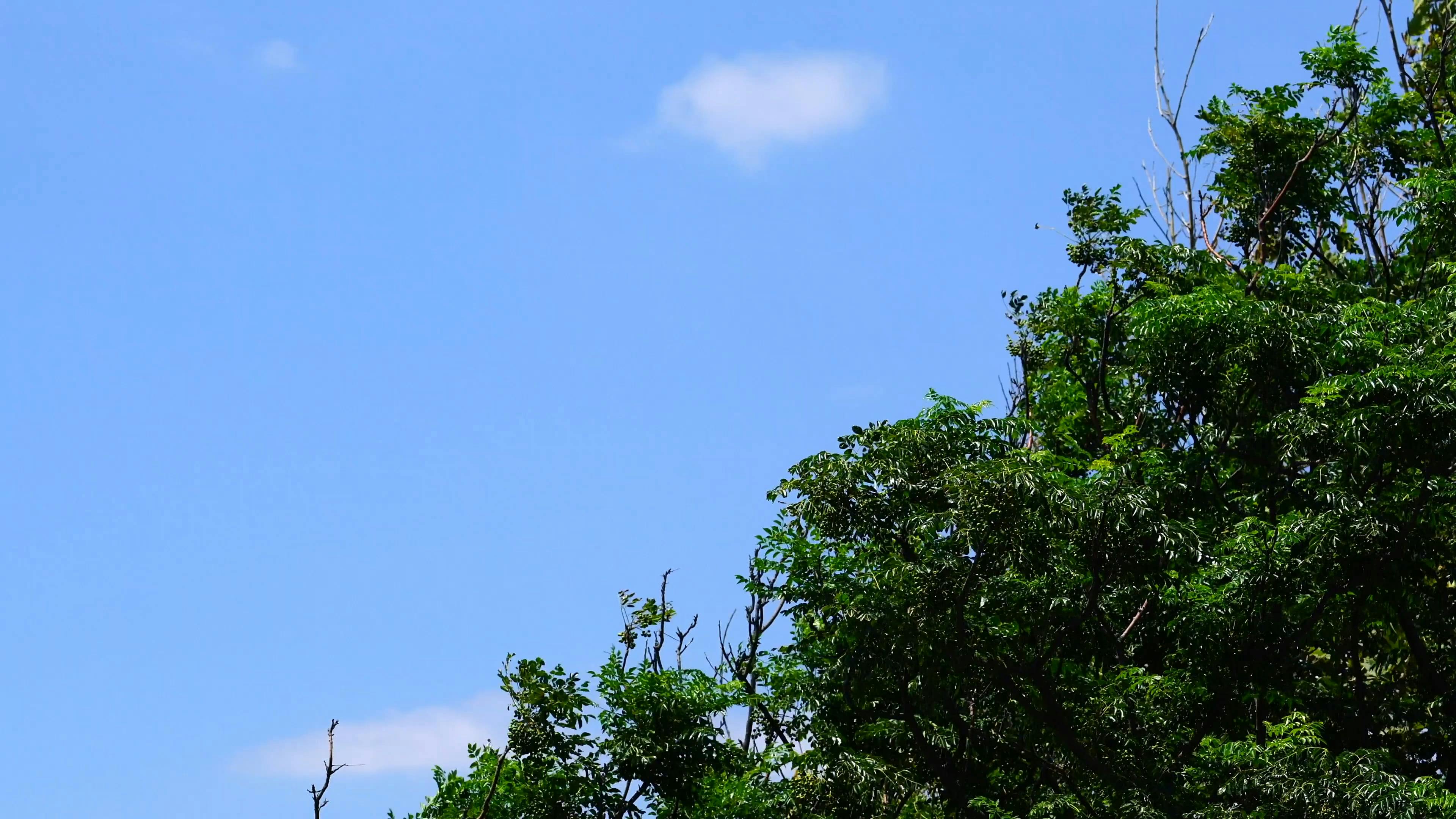 Strong Wind Blowing On Tree Leaves And Branches · Free Stock Video