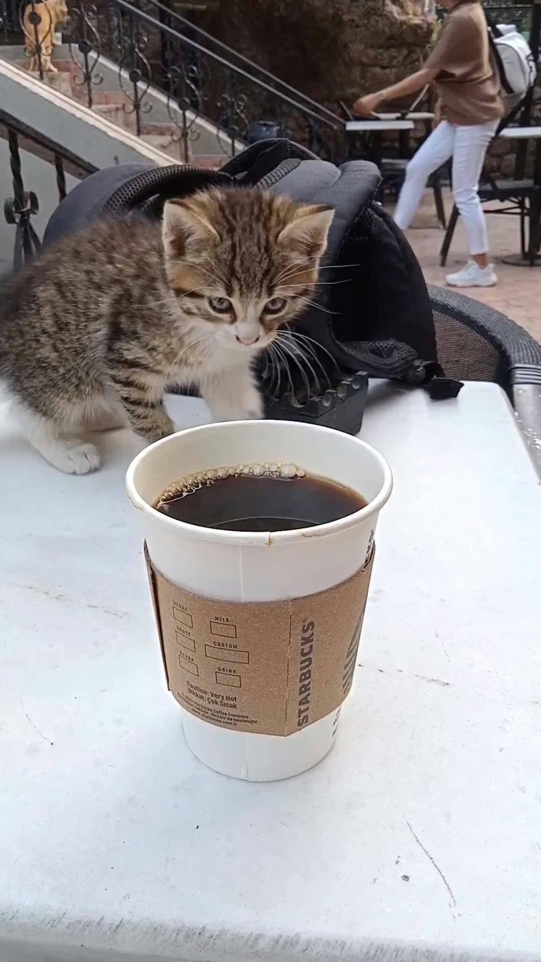 Vídeos de stock gratuitos sobre adorable, al aire libre, animal, animal ...