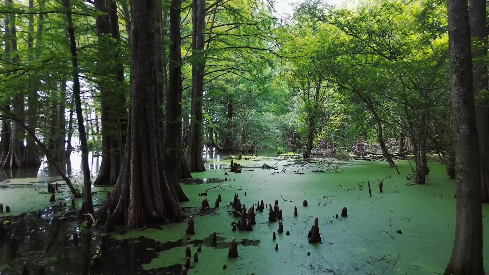 Dark Swamp Free Stock Video Footage, Royalty-Free 4K & HD Video Clip