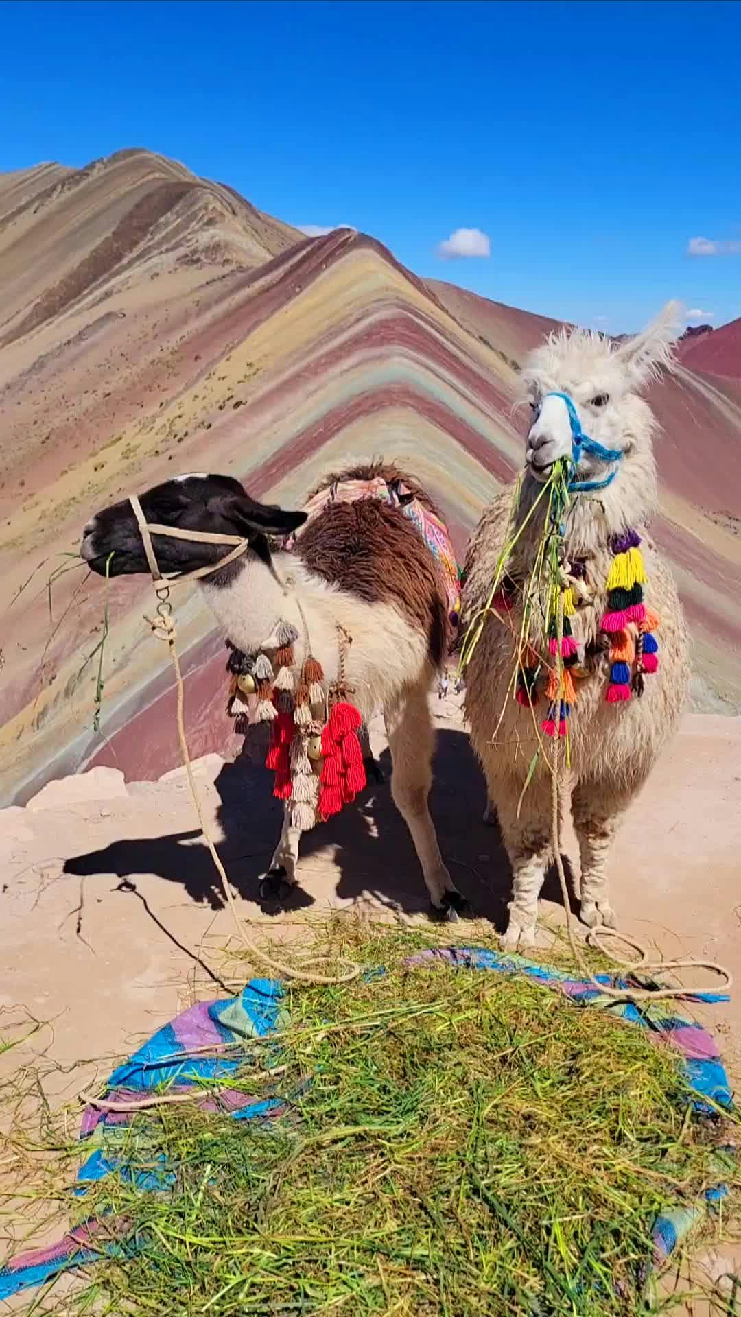 Camelid Family Videos, Download The BEST Free 4k Stock Video Footage ...