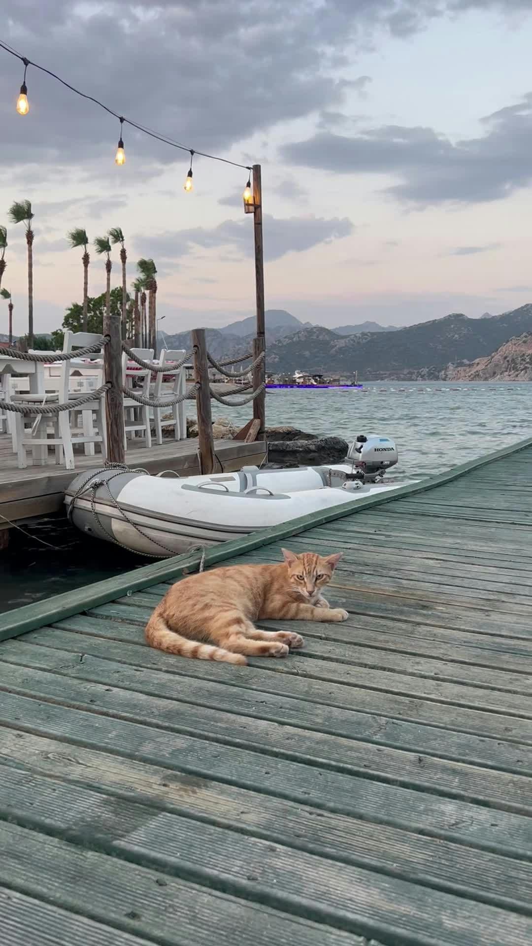 A cat laying on a dock near a boat Free Stock Video Footage, Royalty ...