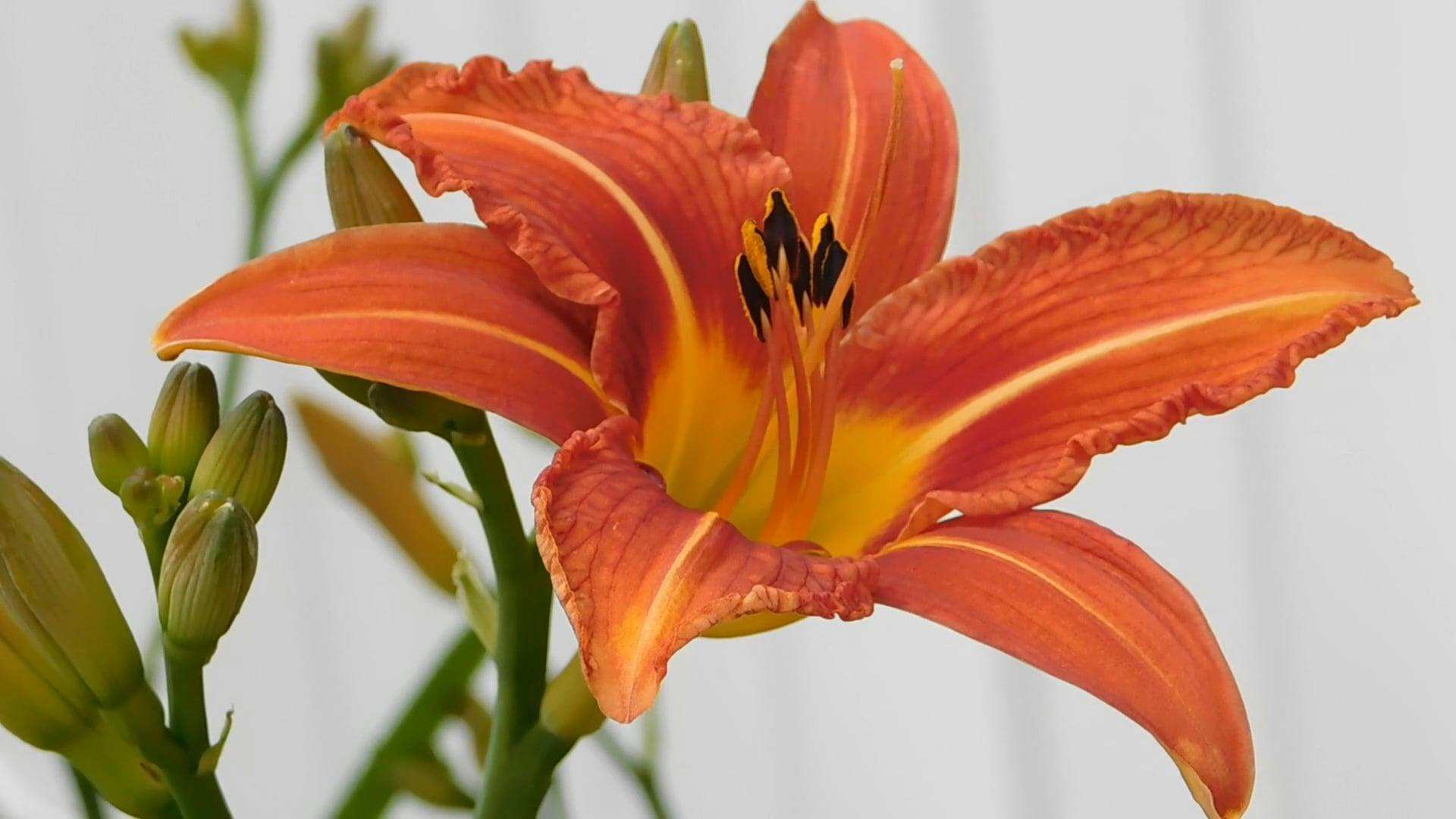 A Tiger Lily Flower In Bloom · Free Stock Video