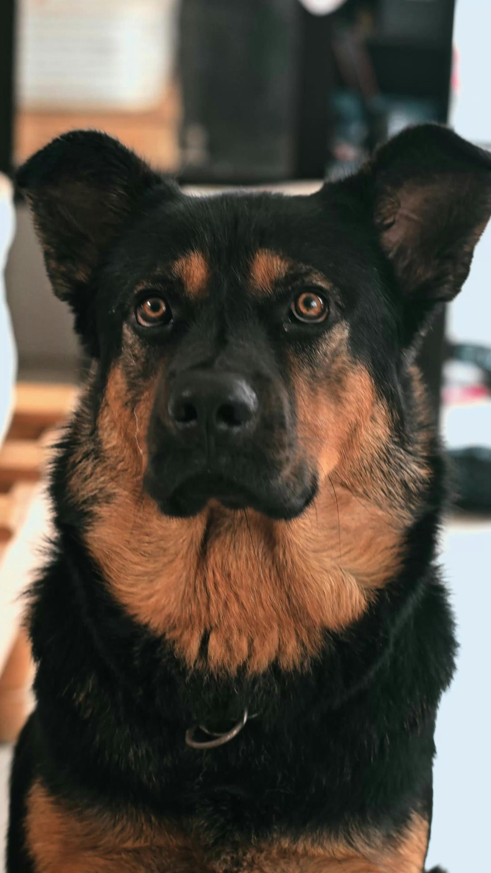 K9 Dog Videos, Download The BEST Free 4k Stock Video Footage & K9 Dog ...