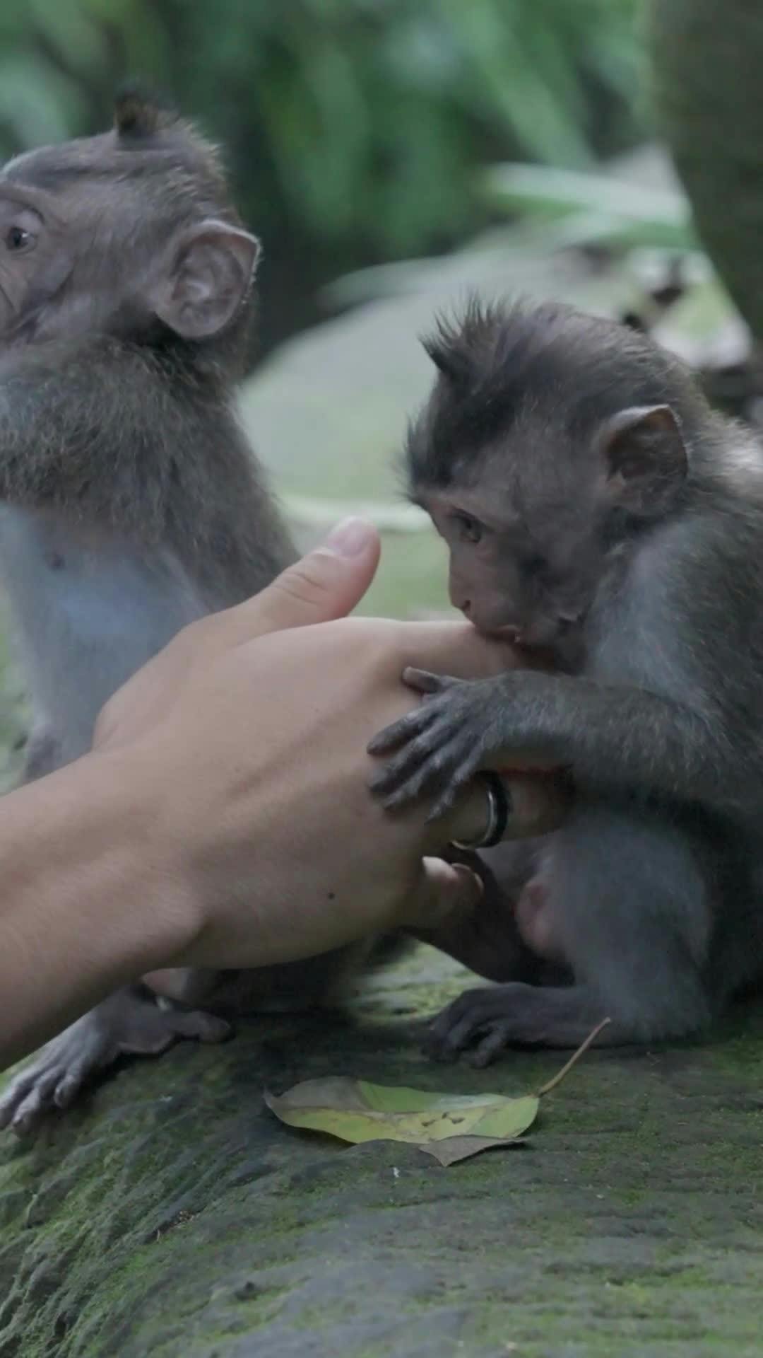 Monkeys Grooming Each Other in Bali Forest Free Stock Video Footage ...