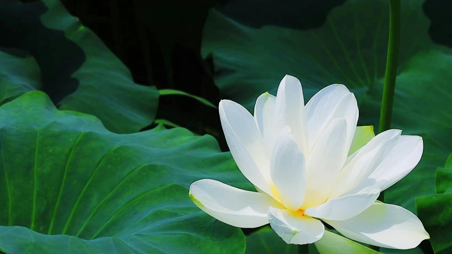 Mind Fresh Videos, Download The BEST Free 4k Stock Video Footage & Mind ...