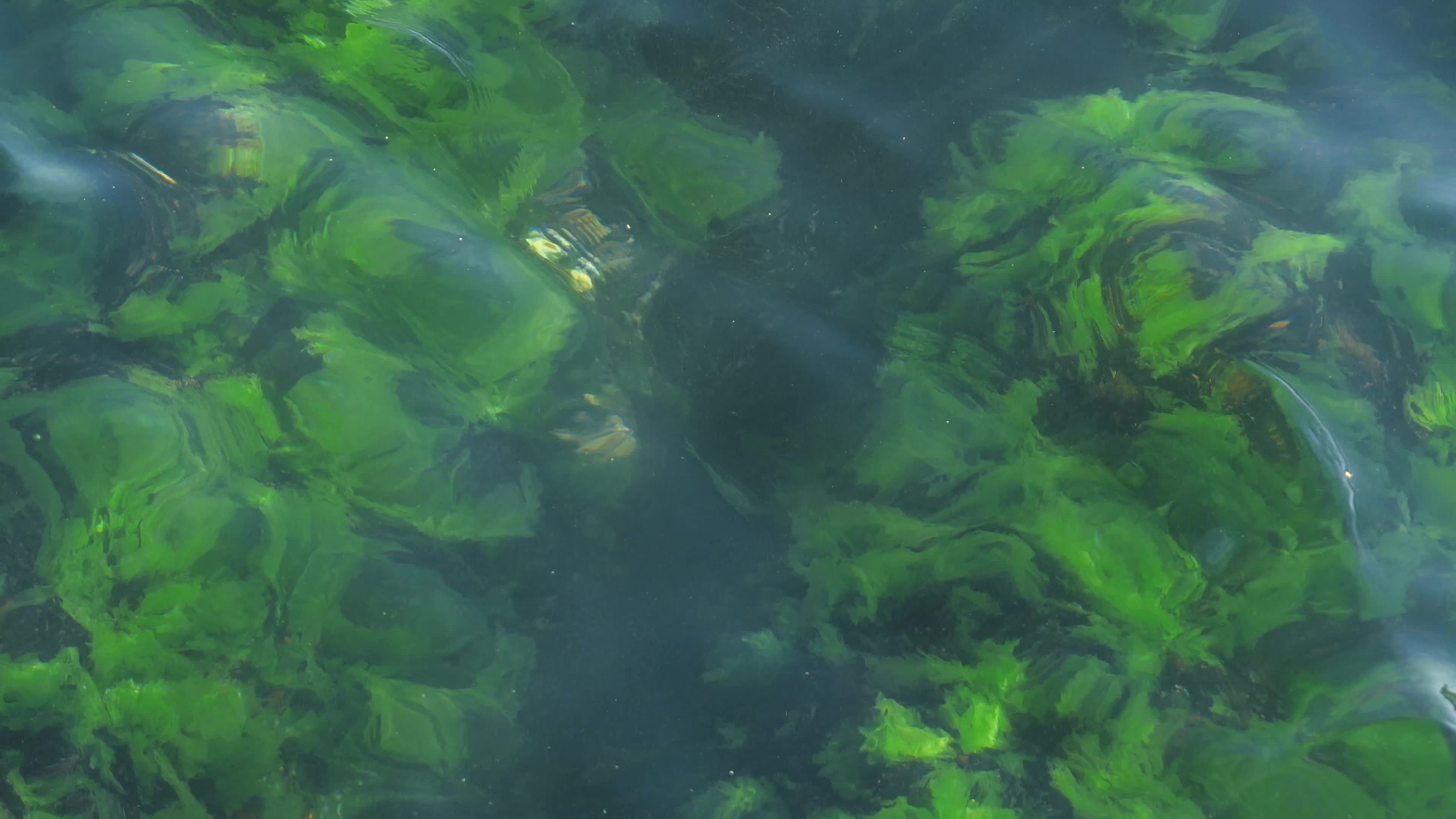 Green algae in the water with green plants Free Stock Video Footage ...