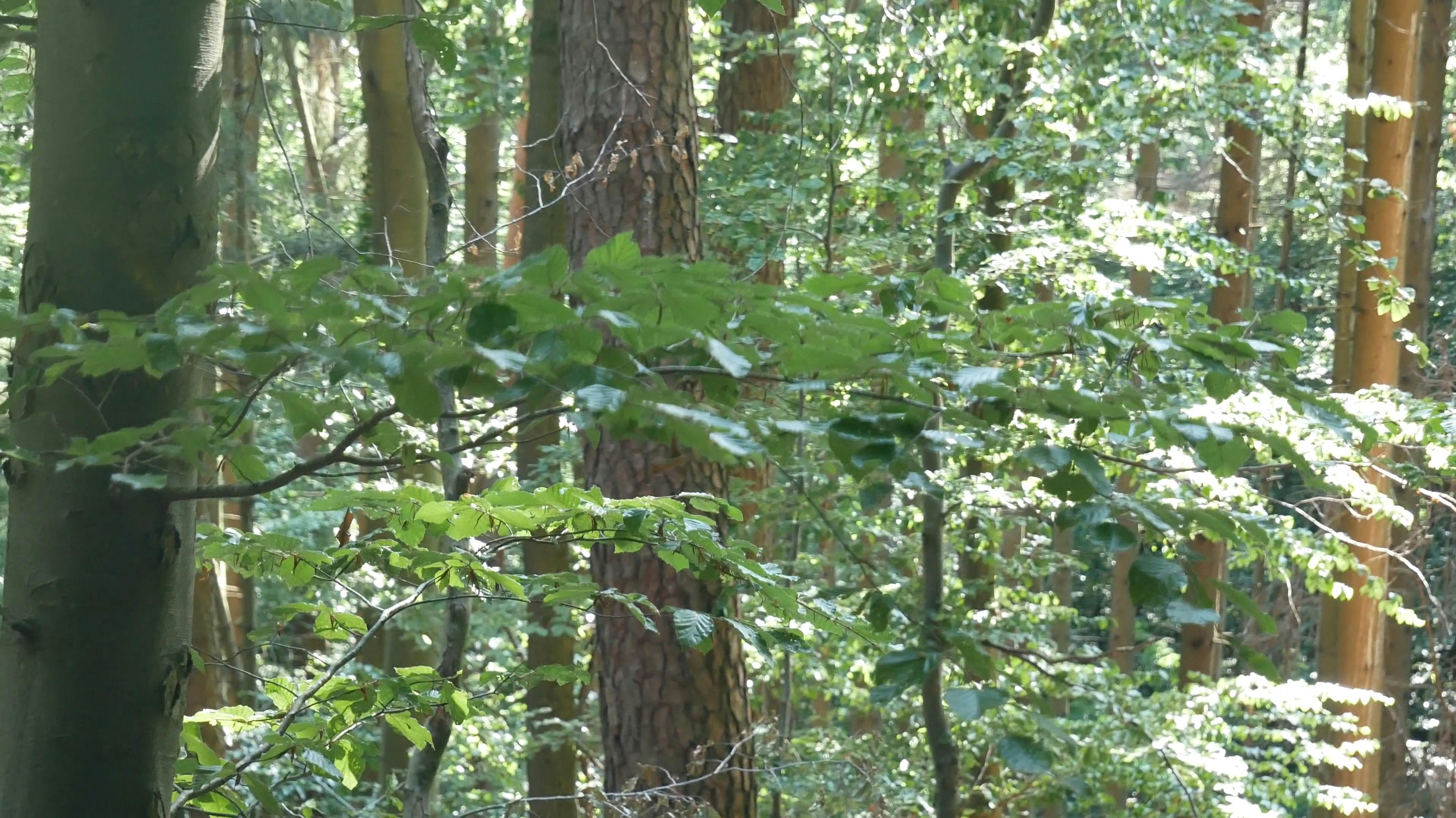 Video of a Forest Free Stock Video Footage, Royalty-Free 4K & HD Video Clip