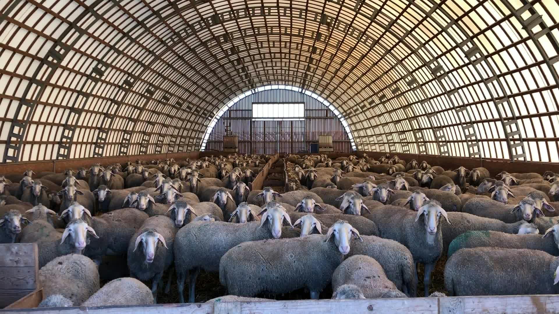 Sheep Ruminants Videos, Download The BEST Free 4k Stock Video Footage ...