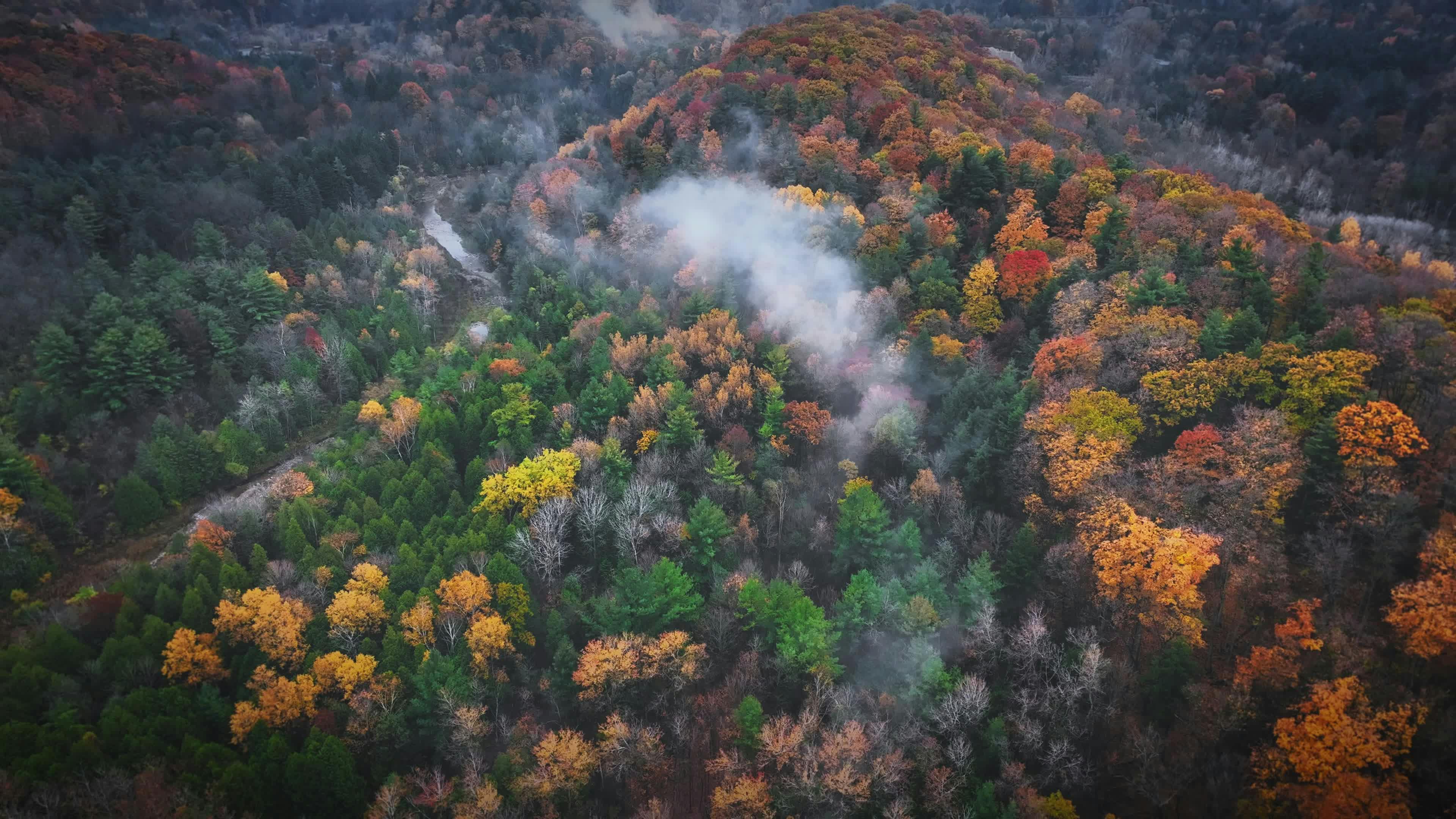 Aerial Drone View of Forest Trees Free Stock Video Footage, Royalty ...