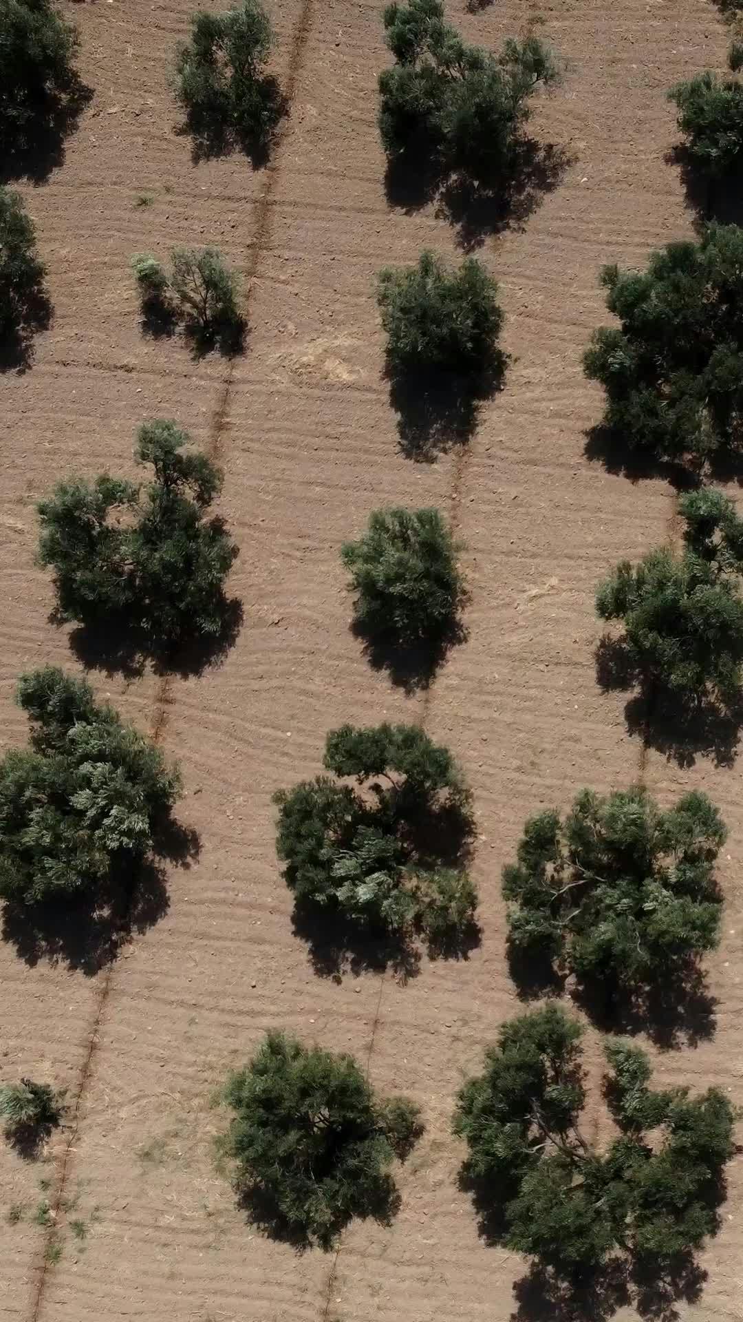 Olive Tree Plant Background Videos, Download The BEST Free 4k Stock ...