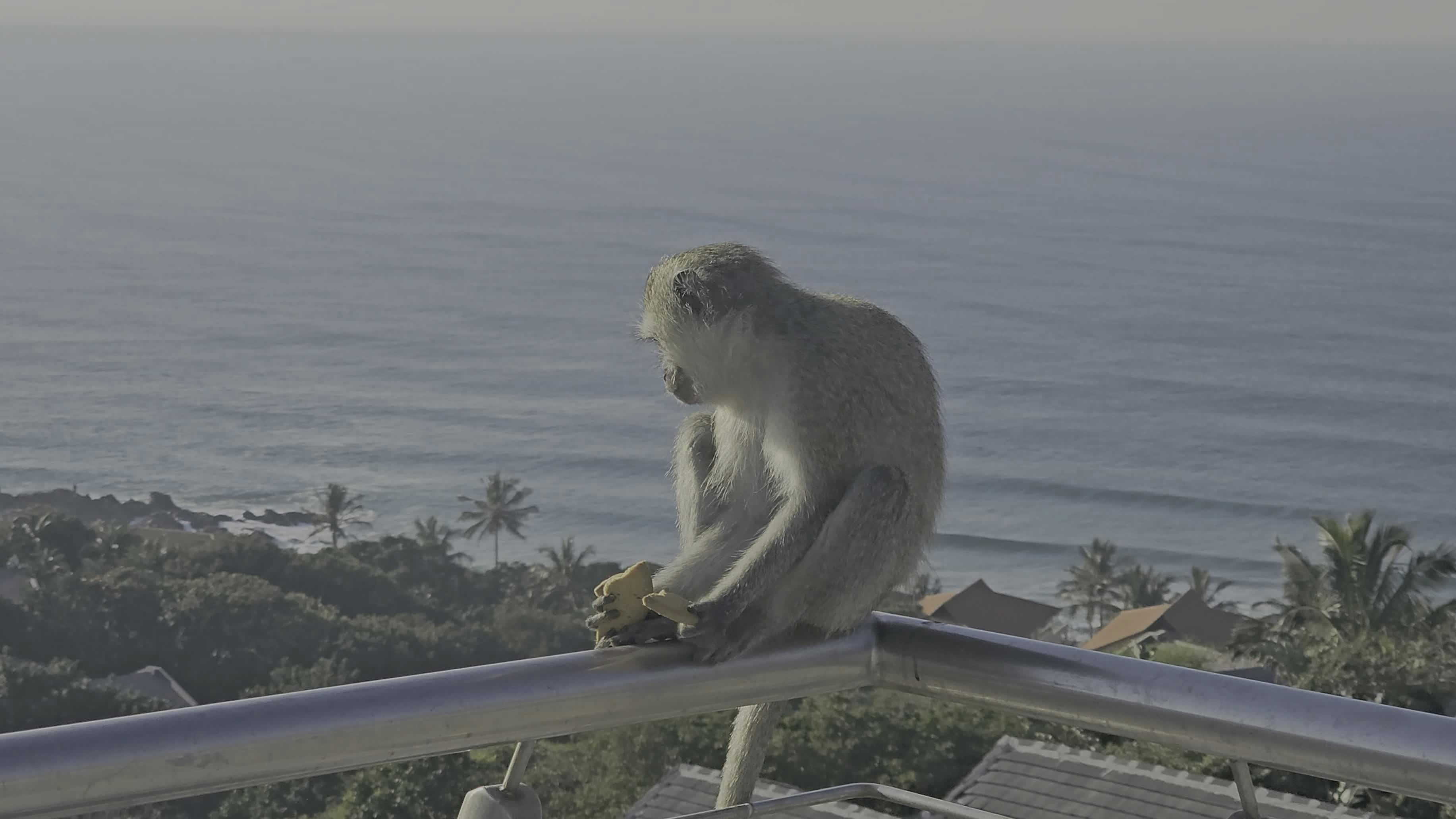 A monkey sitting on a railing overlooking the ocean Free Stock Video ...