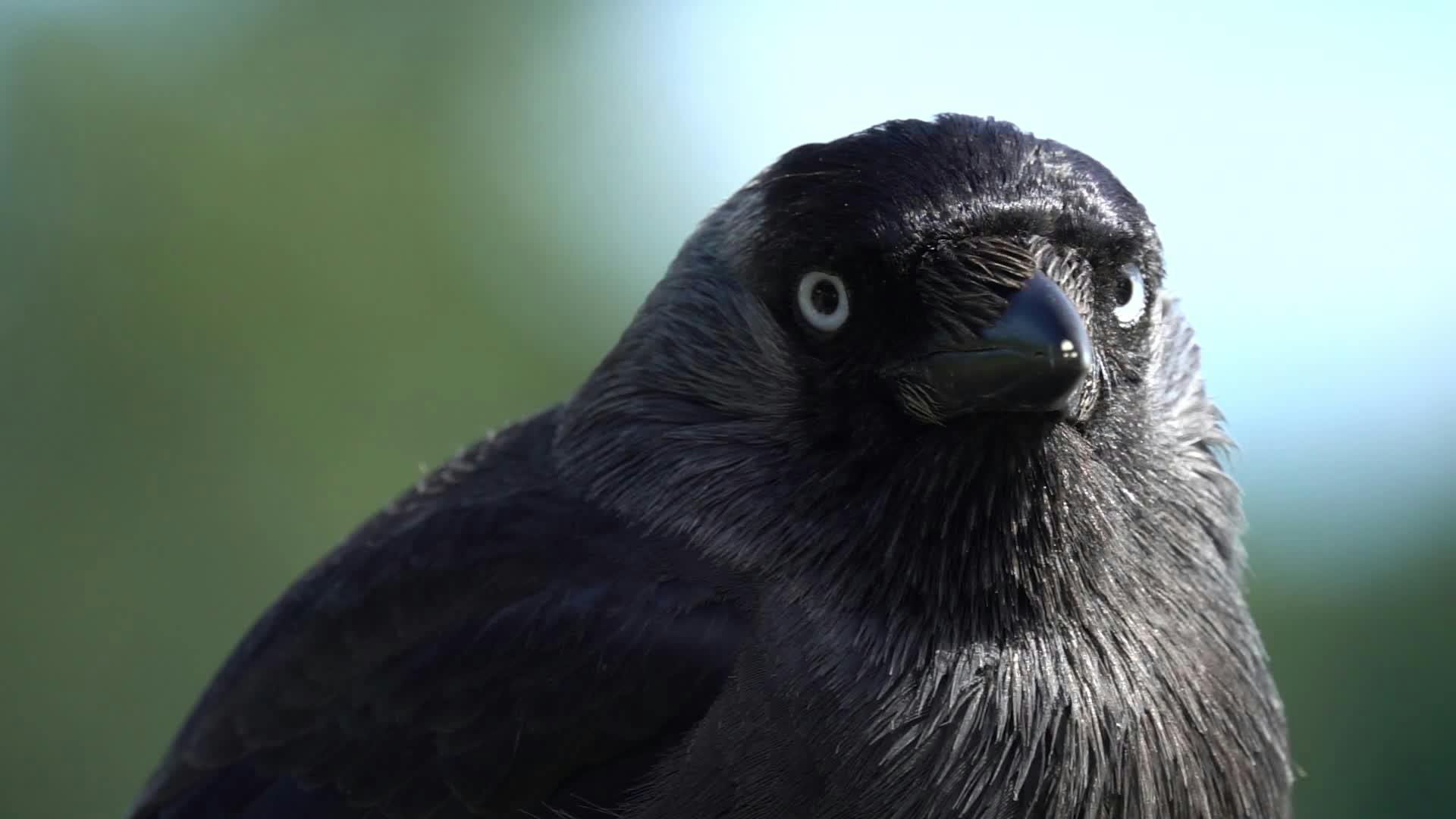 Crow Eye Videos, Download The BEST Free 4k Stock Video Footage & Crow ...