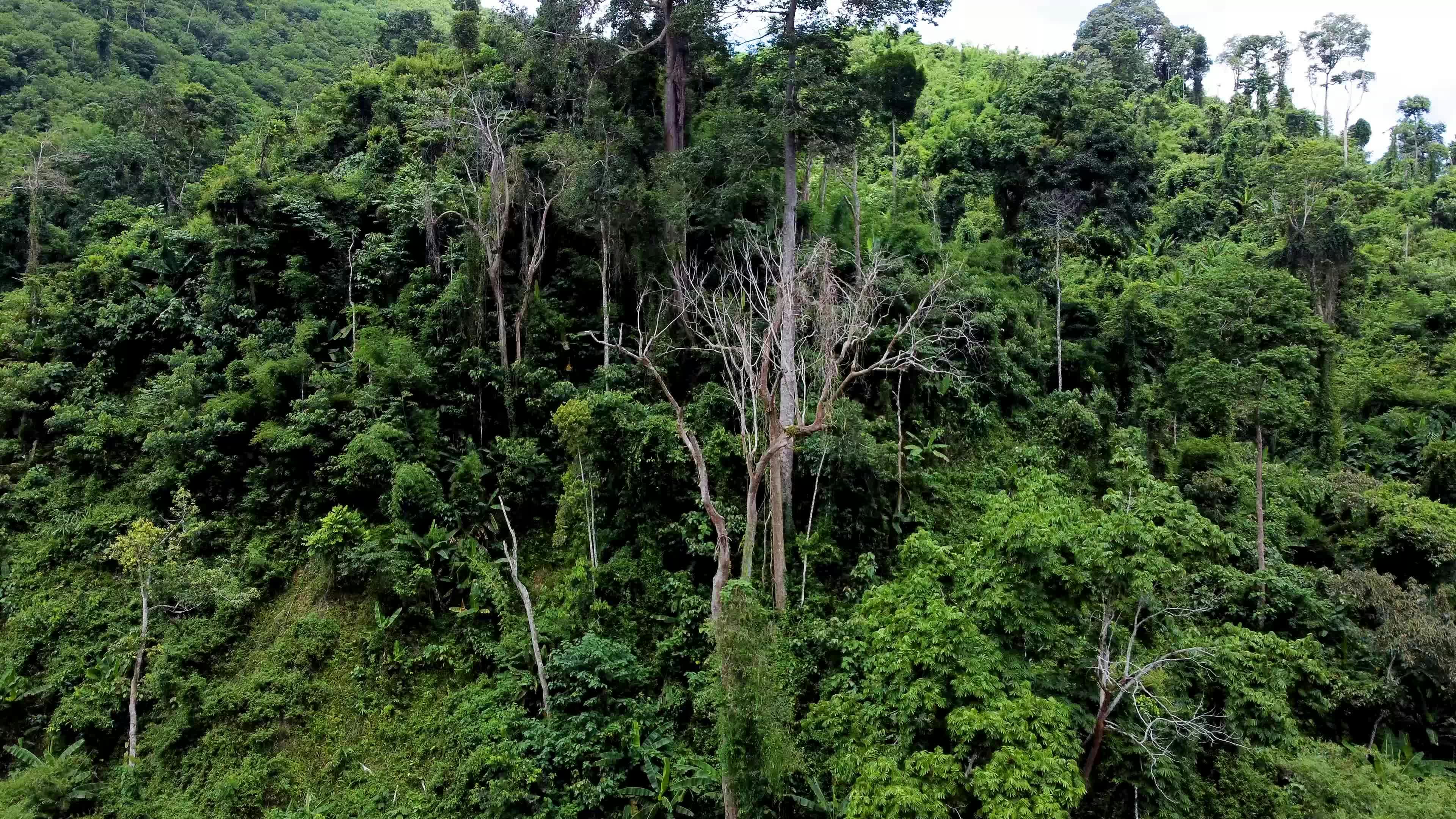 The forest Free Stock Video Footage, Royalty-Free 4K & HD Video Clip
