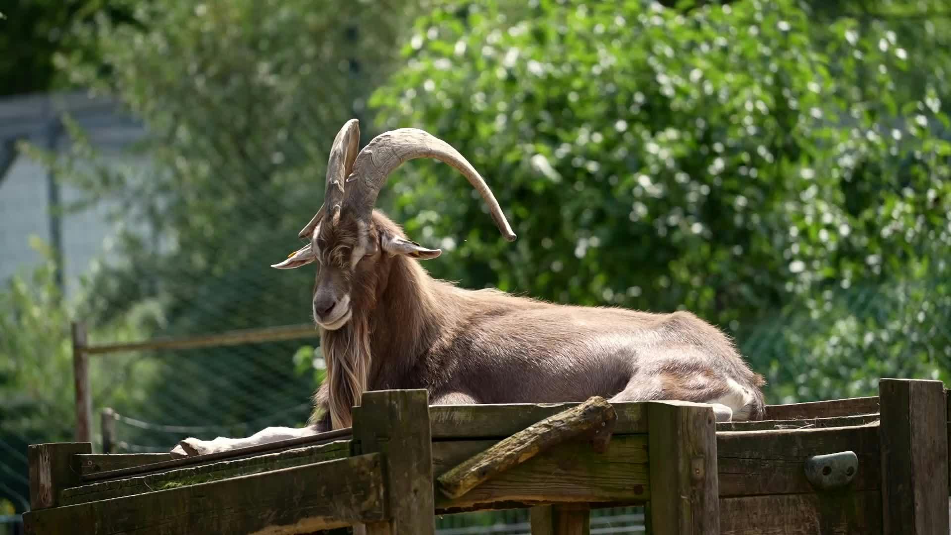 Sleepy Goat Videos, Download The BEST Free 4k Stock Video Footage ...