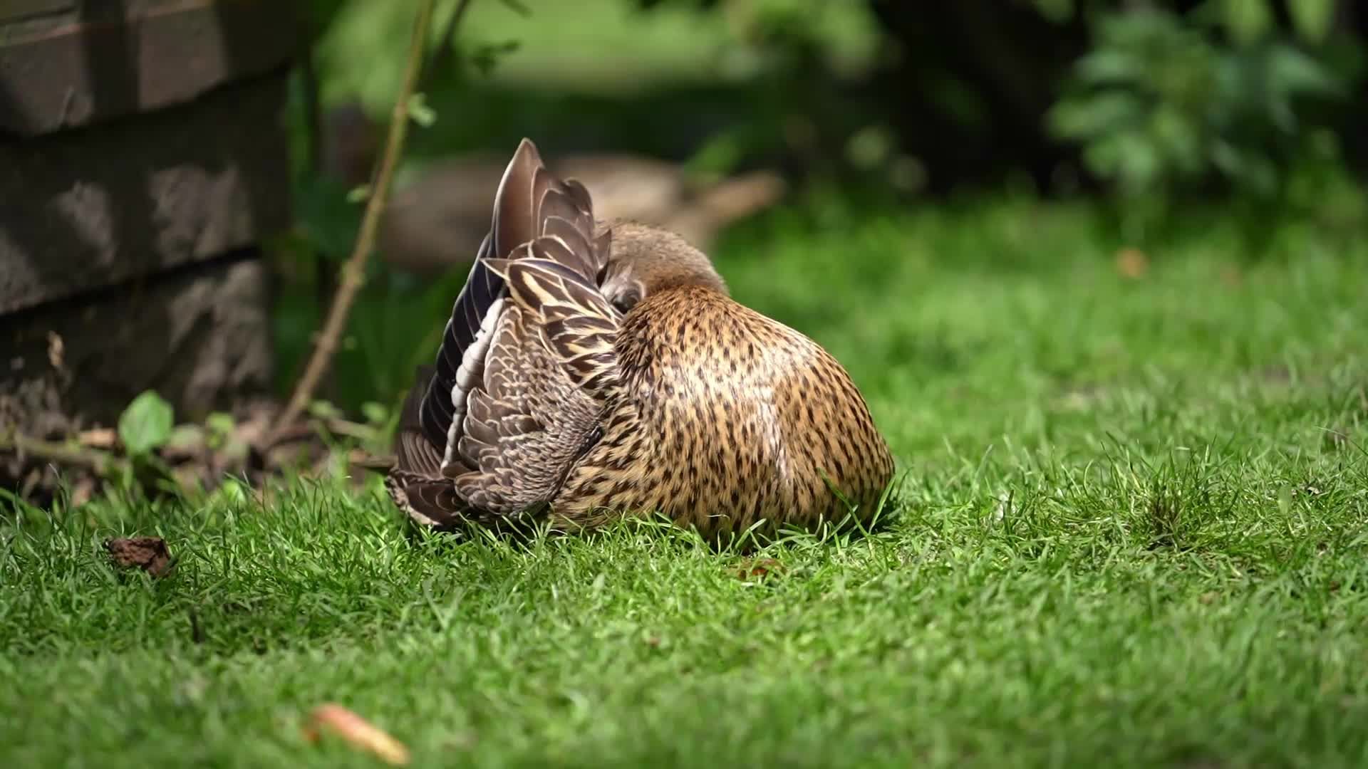 Duck grooming itself Free Stock Video Footage, Royalty-Free 4K & HD ...