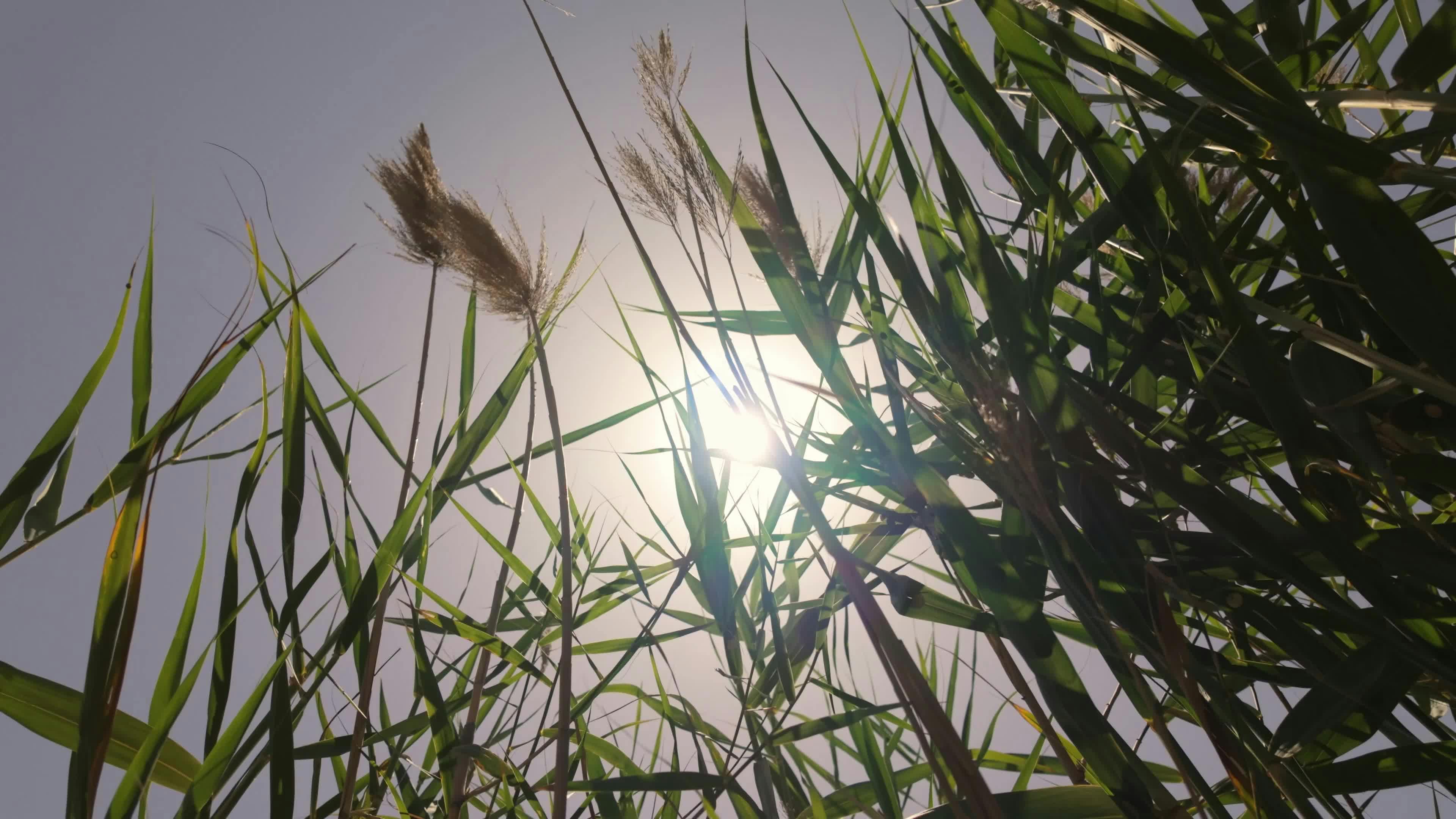 Walking in the Field Free Stock Video Footage, Royalty-Free 4K & HD ...