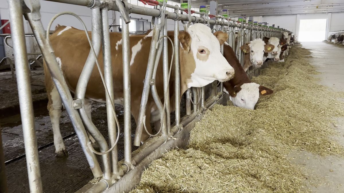 Cows In Barn Videos, Download The BEST Free 4k Stock Video Footage ...
