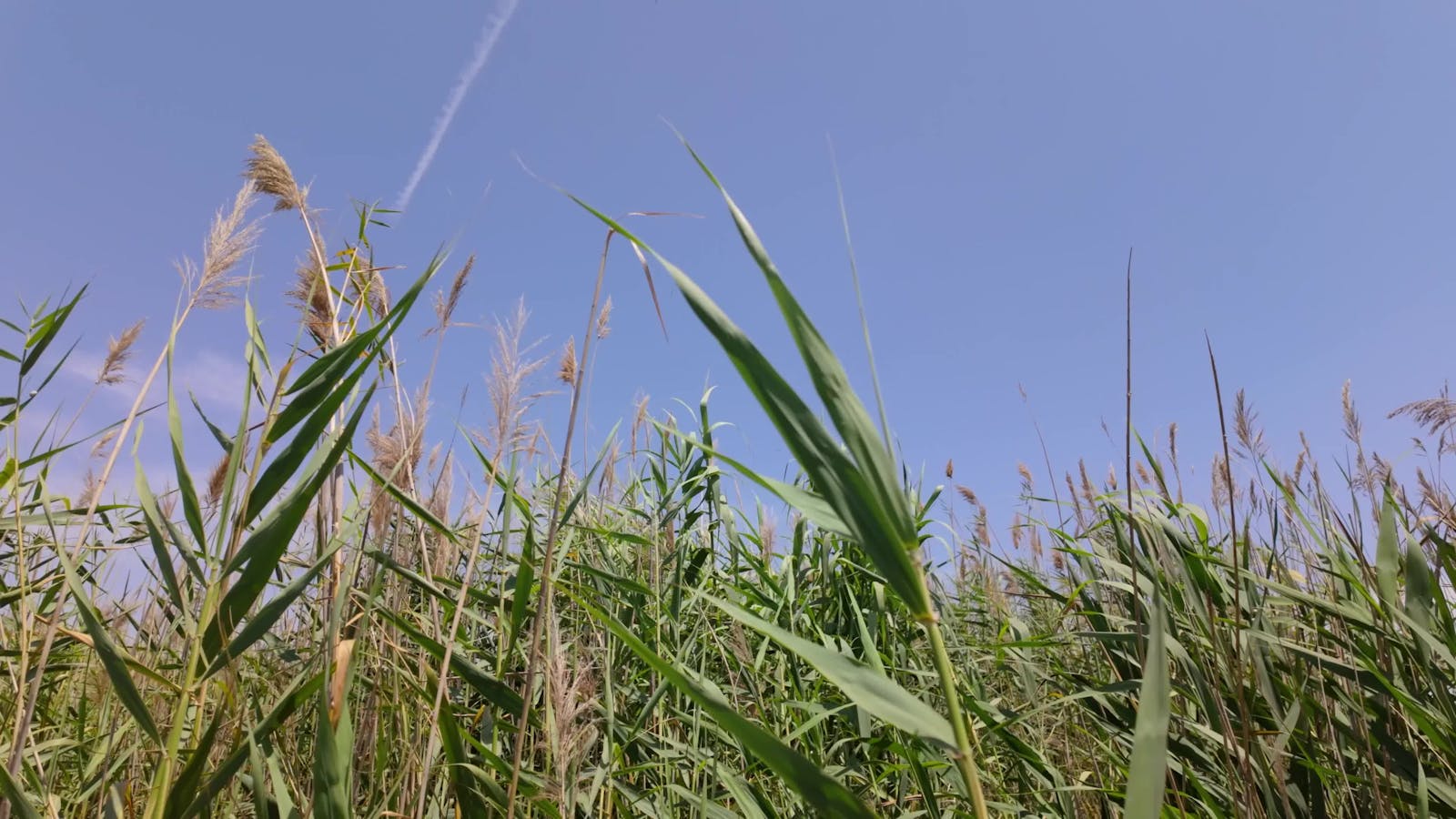 Desktop Backgrounds Reed Videos, Download The BEST Free 4k Stock Video ...