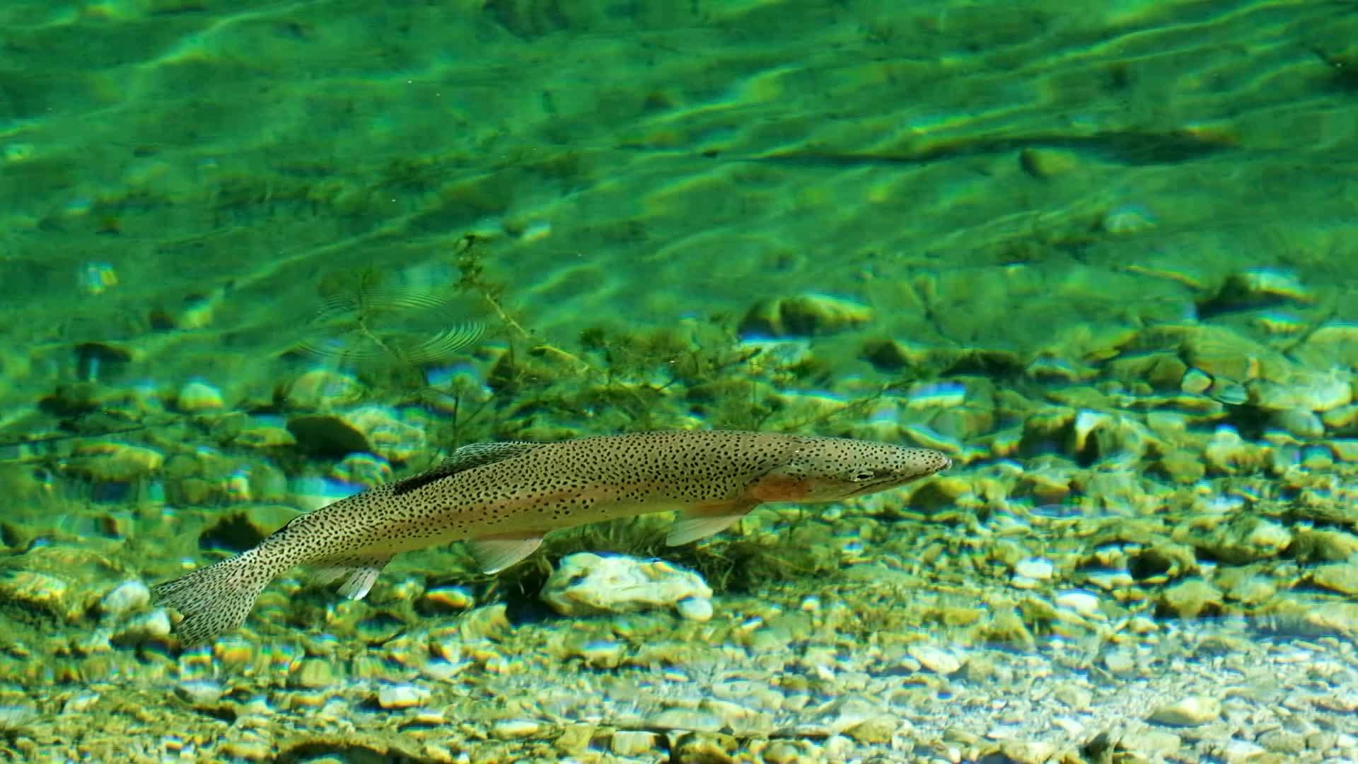 Fisch Free Stock Video Footage, Royalty-Free 4K & HD Video Clip