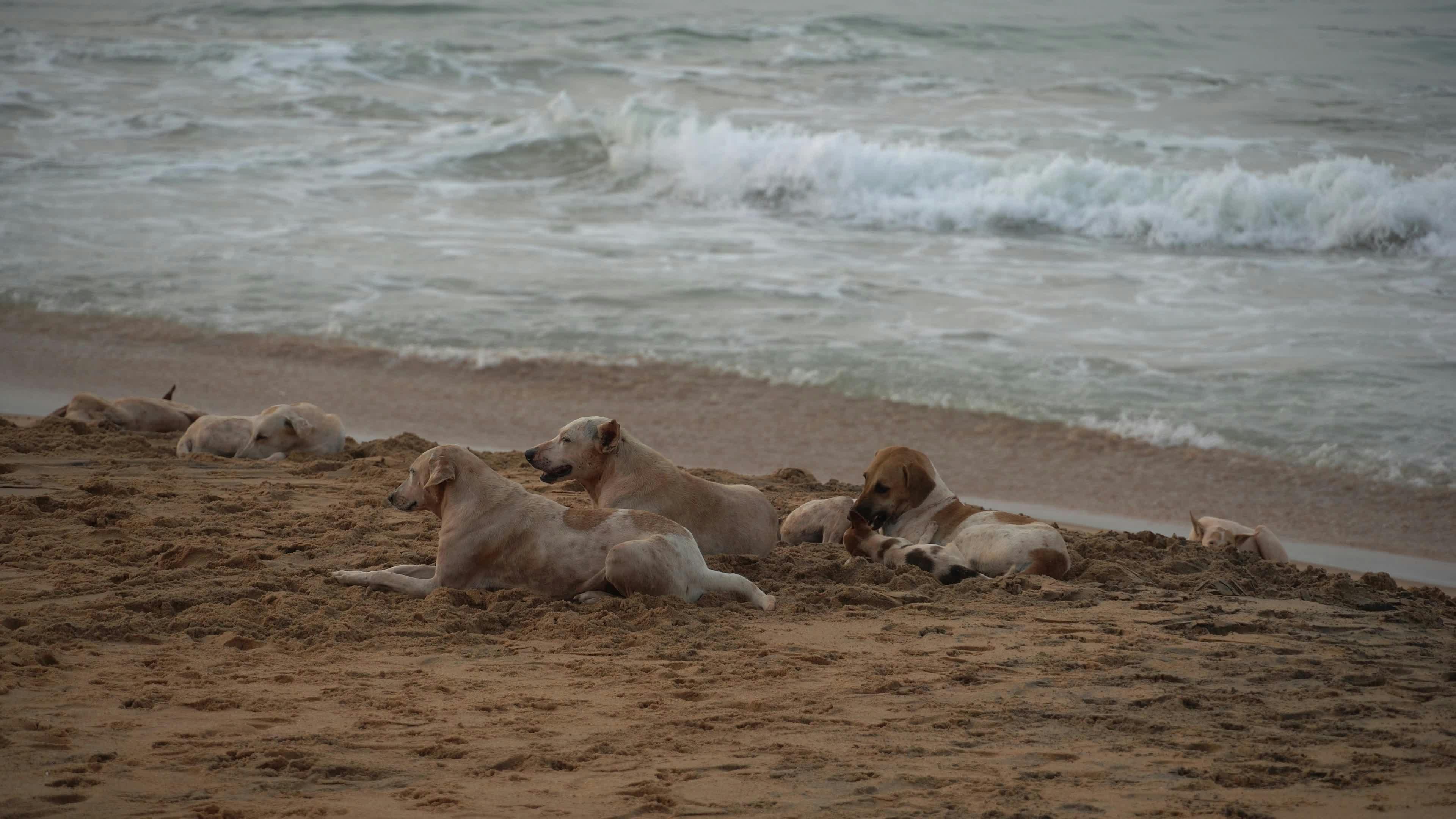 Bully Dogs Videos, Download The BEST Free 4k Stock Video Footage ...