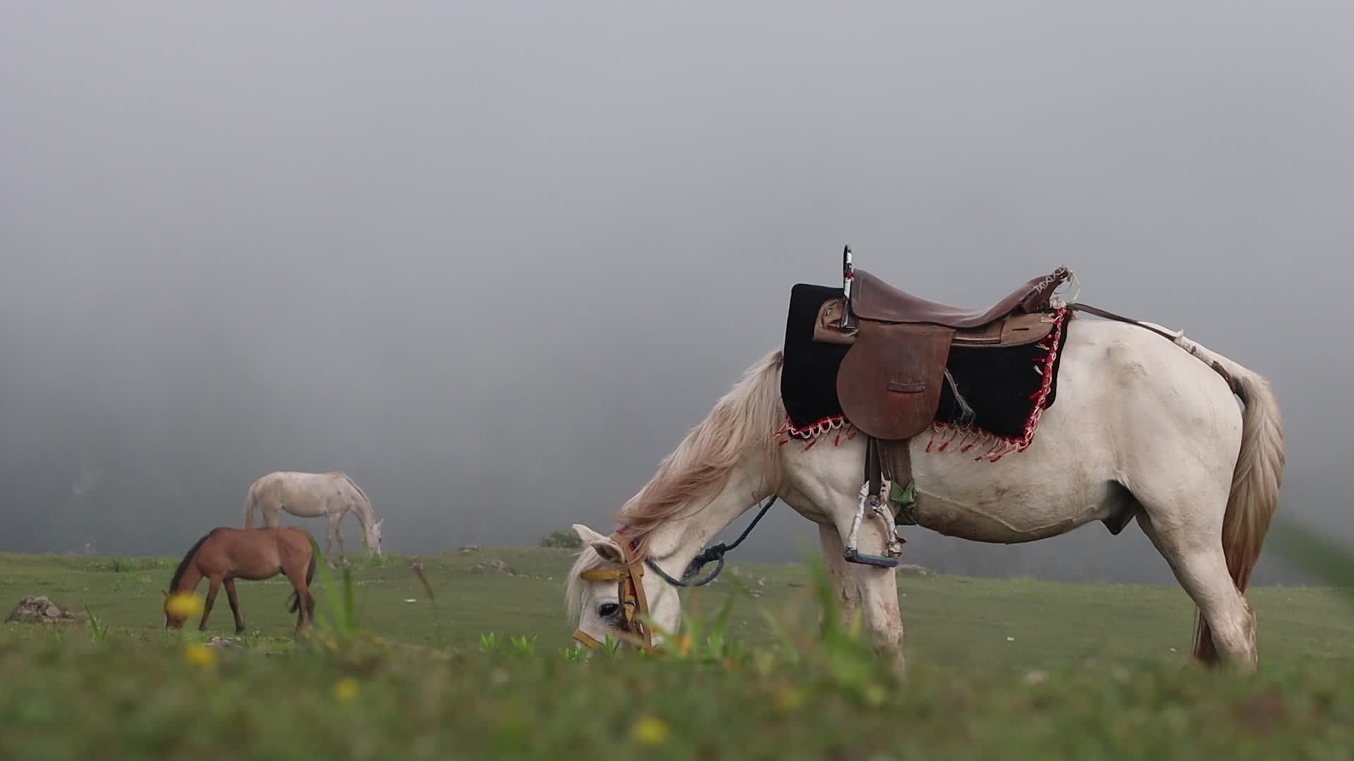 Horse Capture Videos, Download The BEST Free 4k Stock Video Footage ...