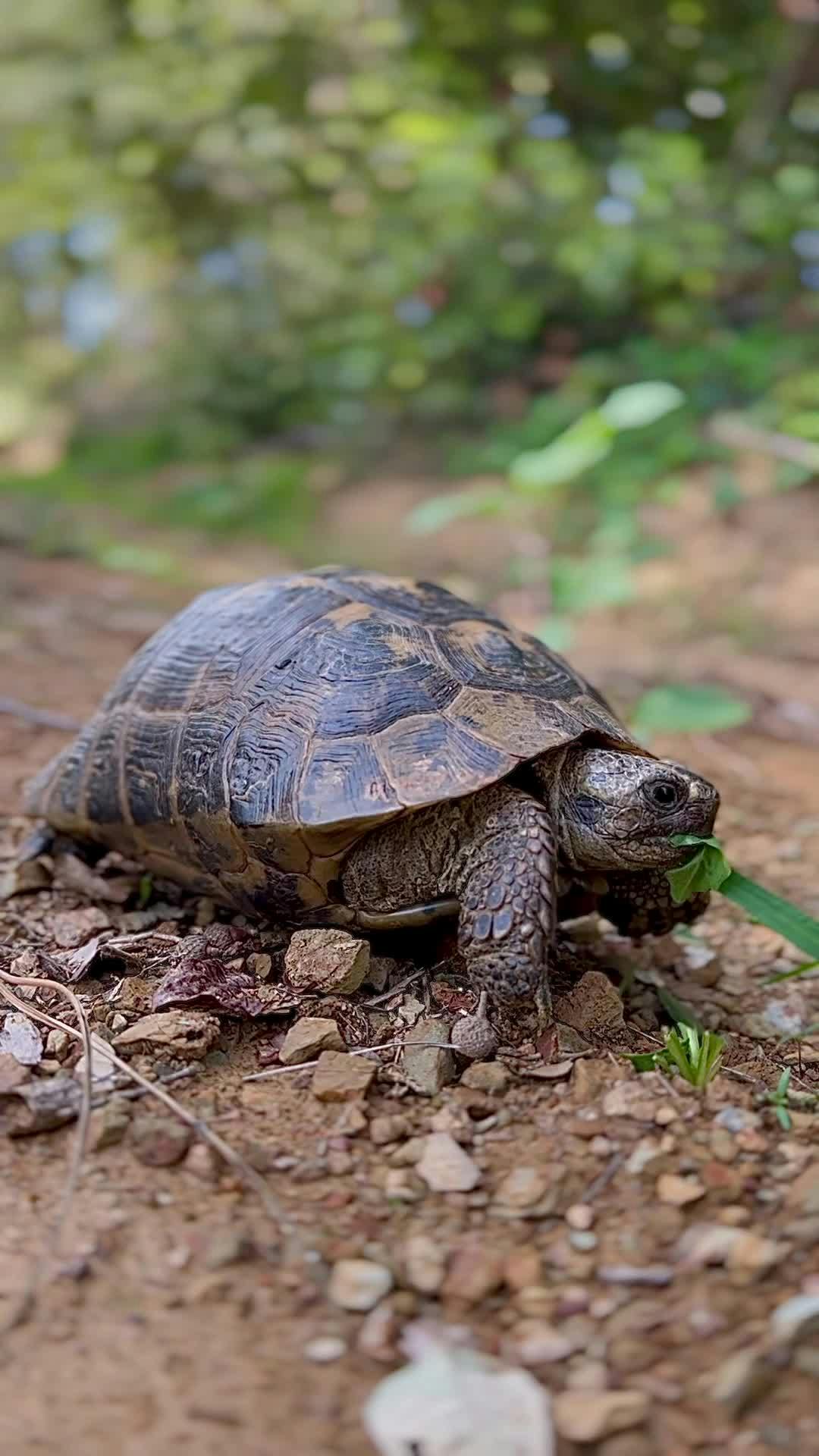 A Group Of Freshwater Turtles Resting On A Pile Of Concretes Free Stock ...
