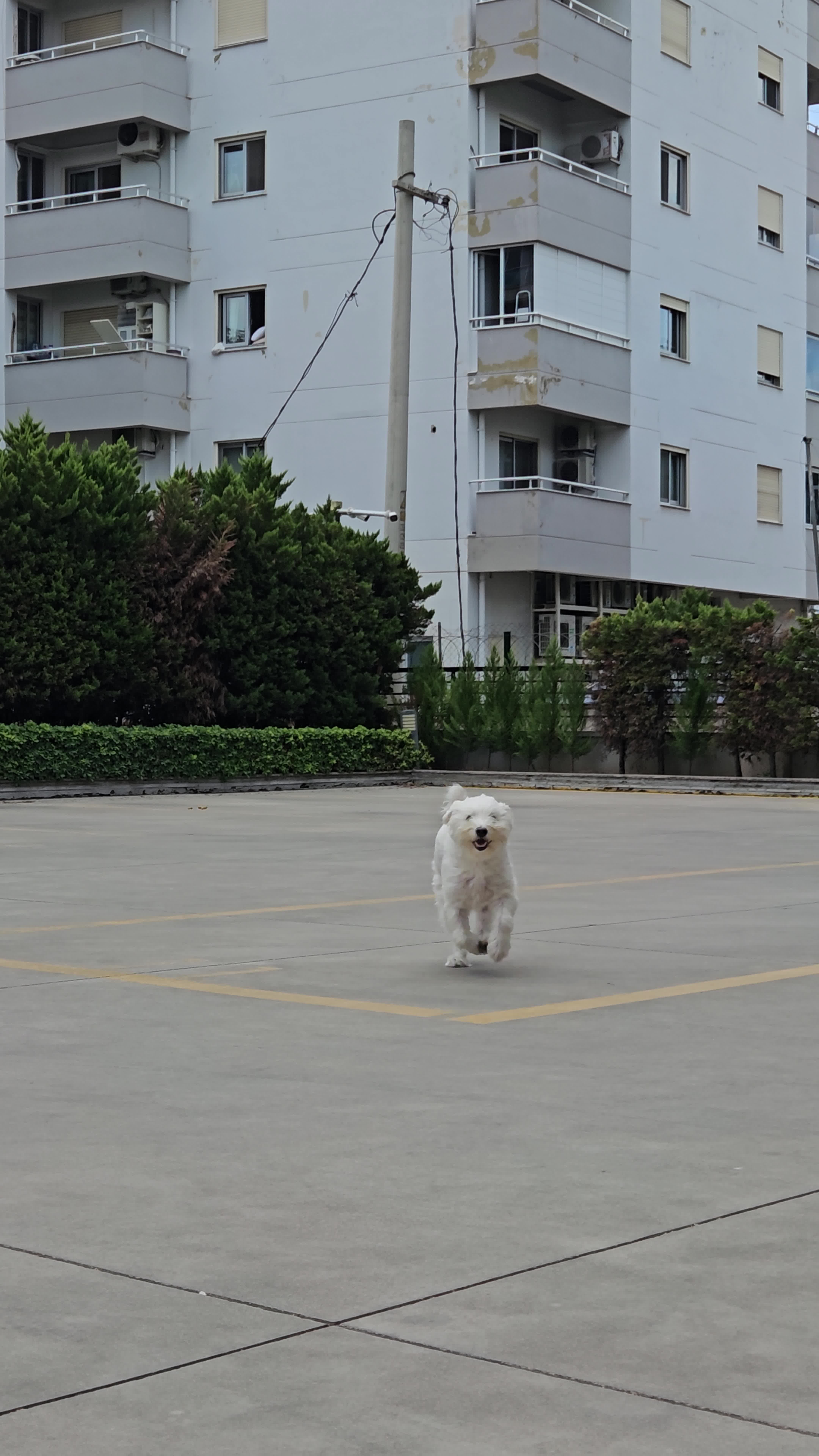 White dog shesha Free Stock Video Footage, Royalty-Free 4K & HD Video Clip