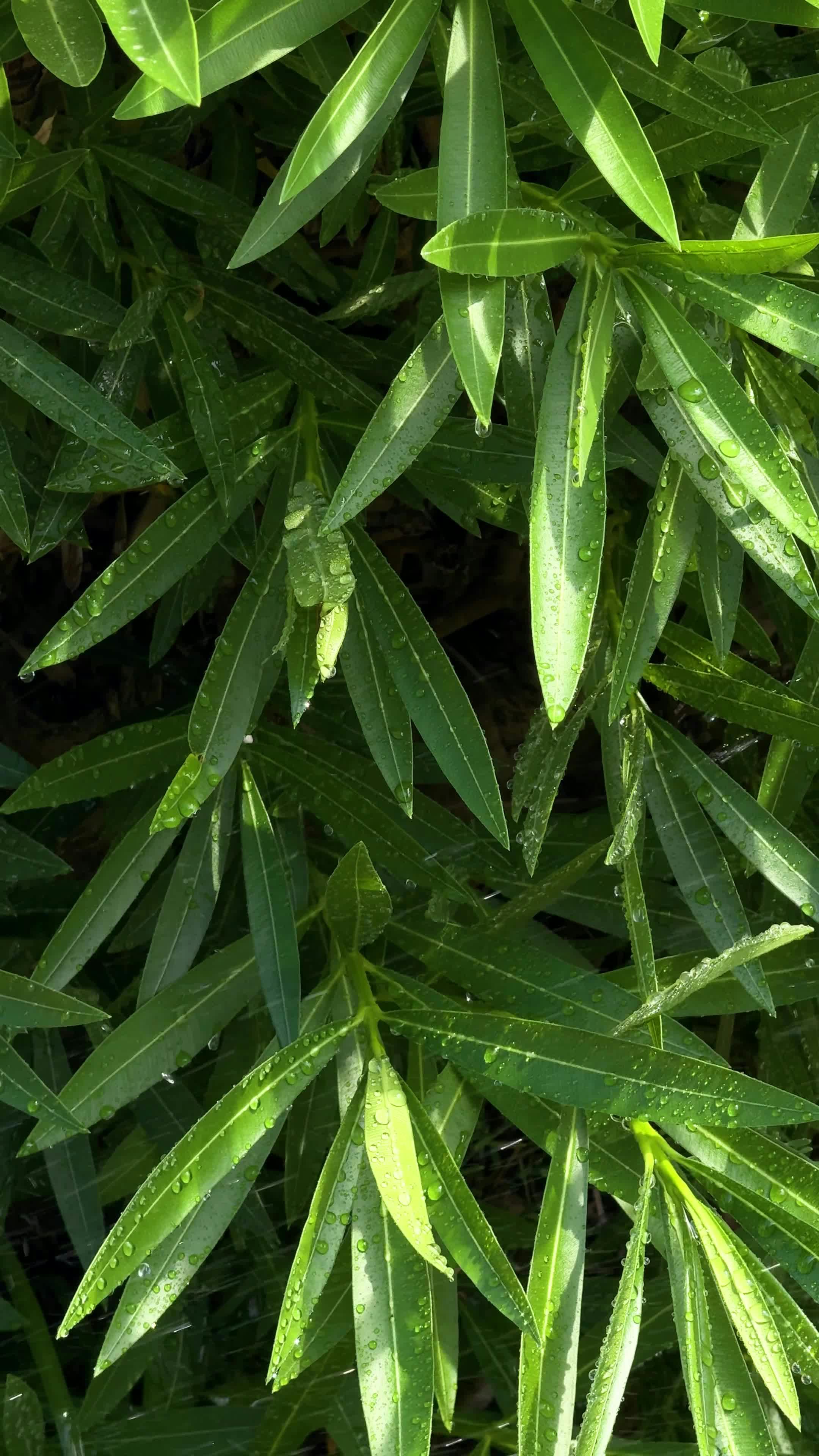 Green Bamboo Desktop Backgrounds Videos, Download The BEST Free 4k ...