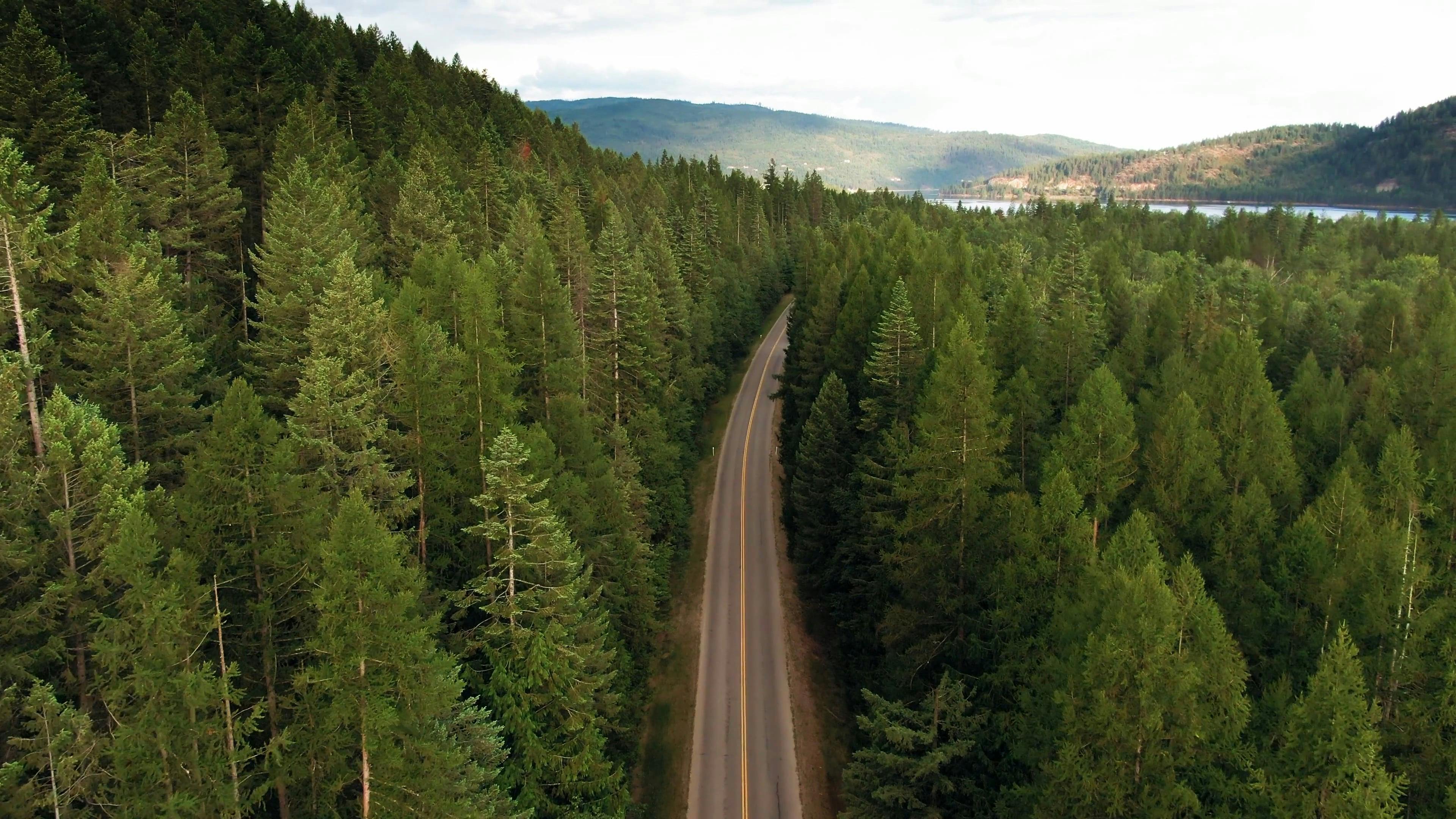 Une Route Au Milieu D'une Forêt · Vidéos gratuites