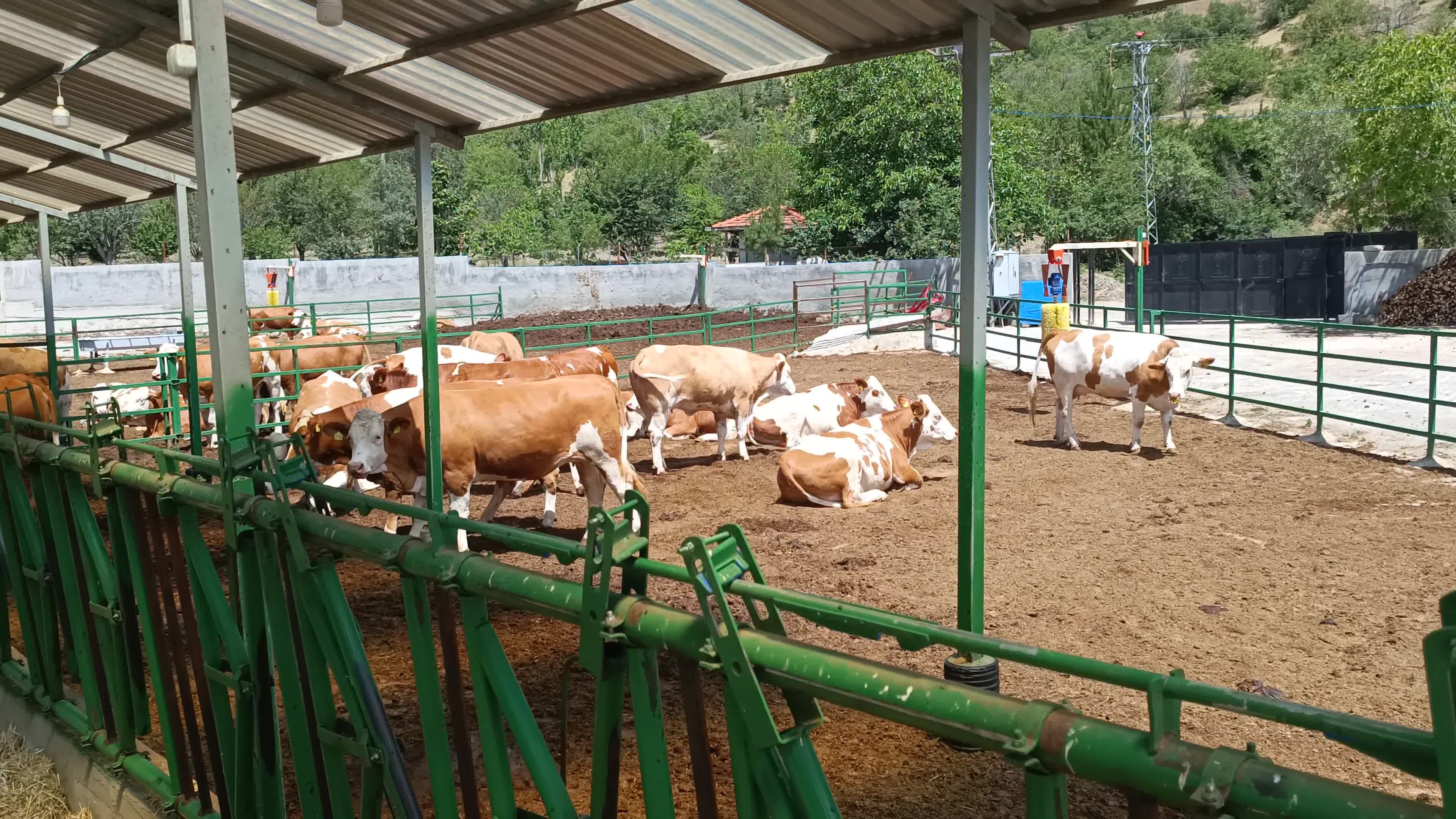 Cows And Cow Printsers 2024 Videos, Download The BEST Free 4k Stock ...