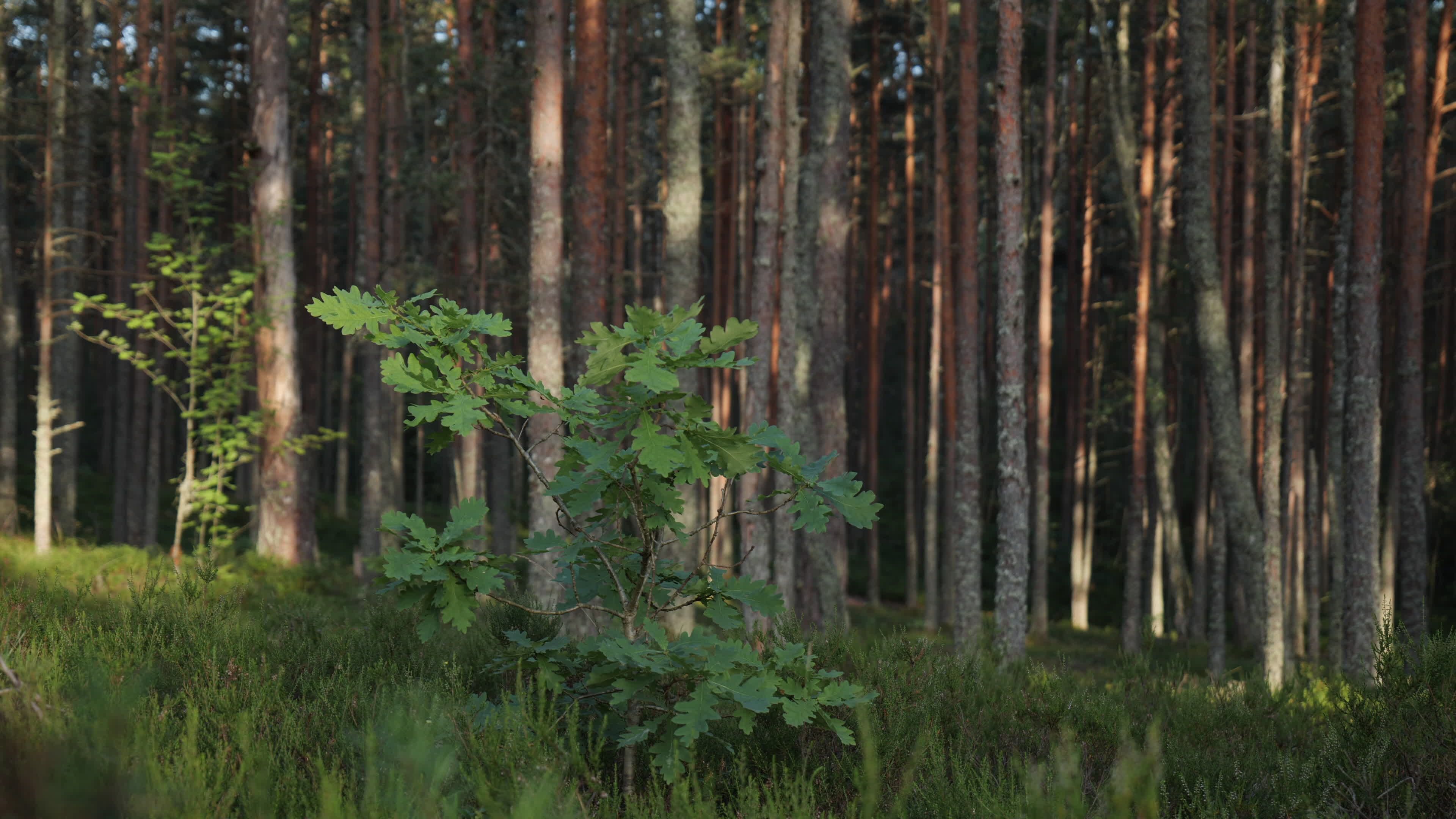 Small oak tree in a sunlit dense forest Free Stock Video Footage ...