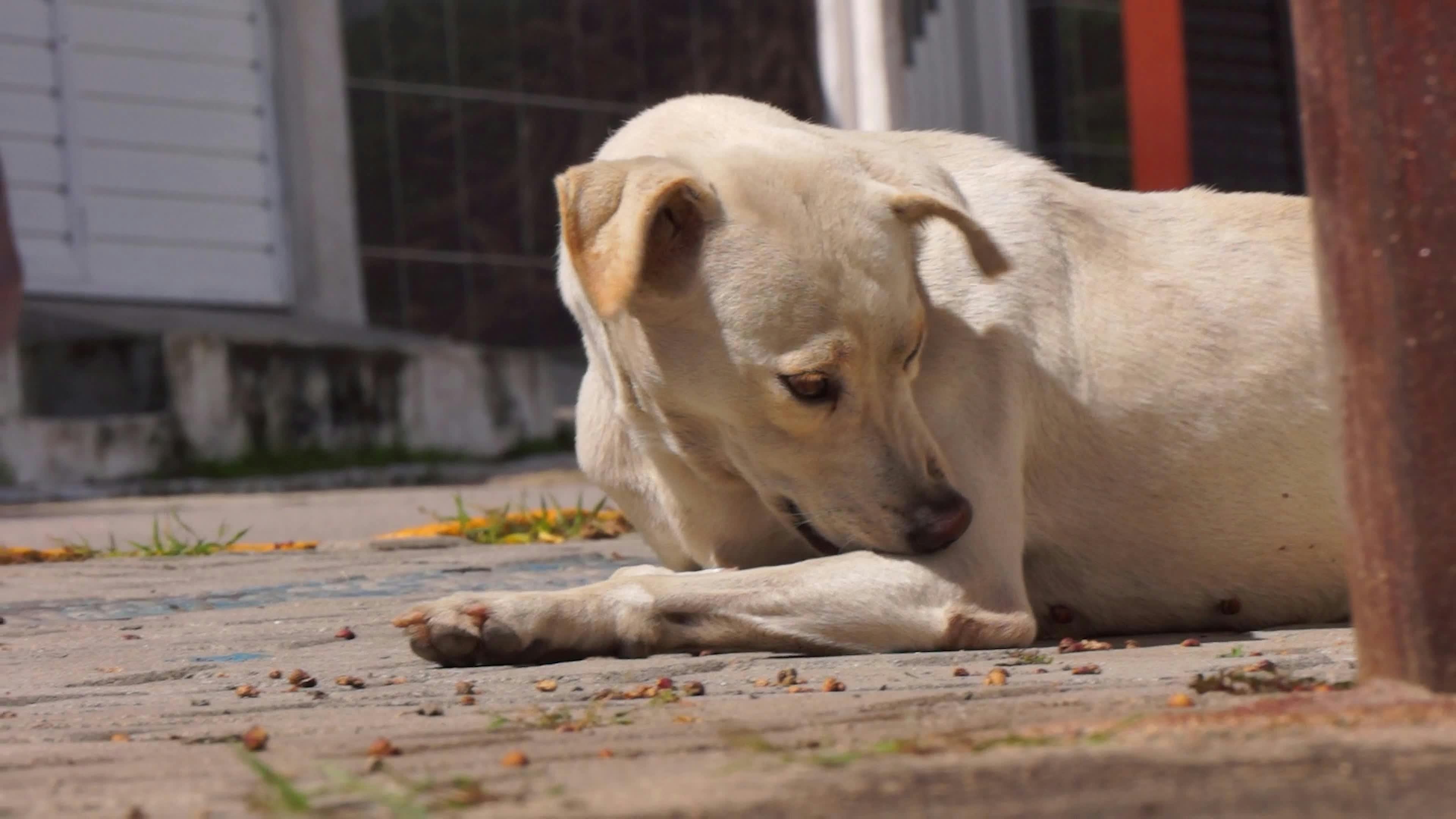 Vídeos de stock gratuitos sobre al aire libre, amante de los perros ...