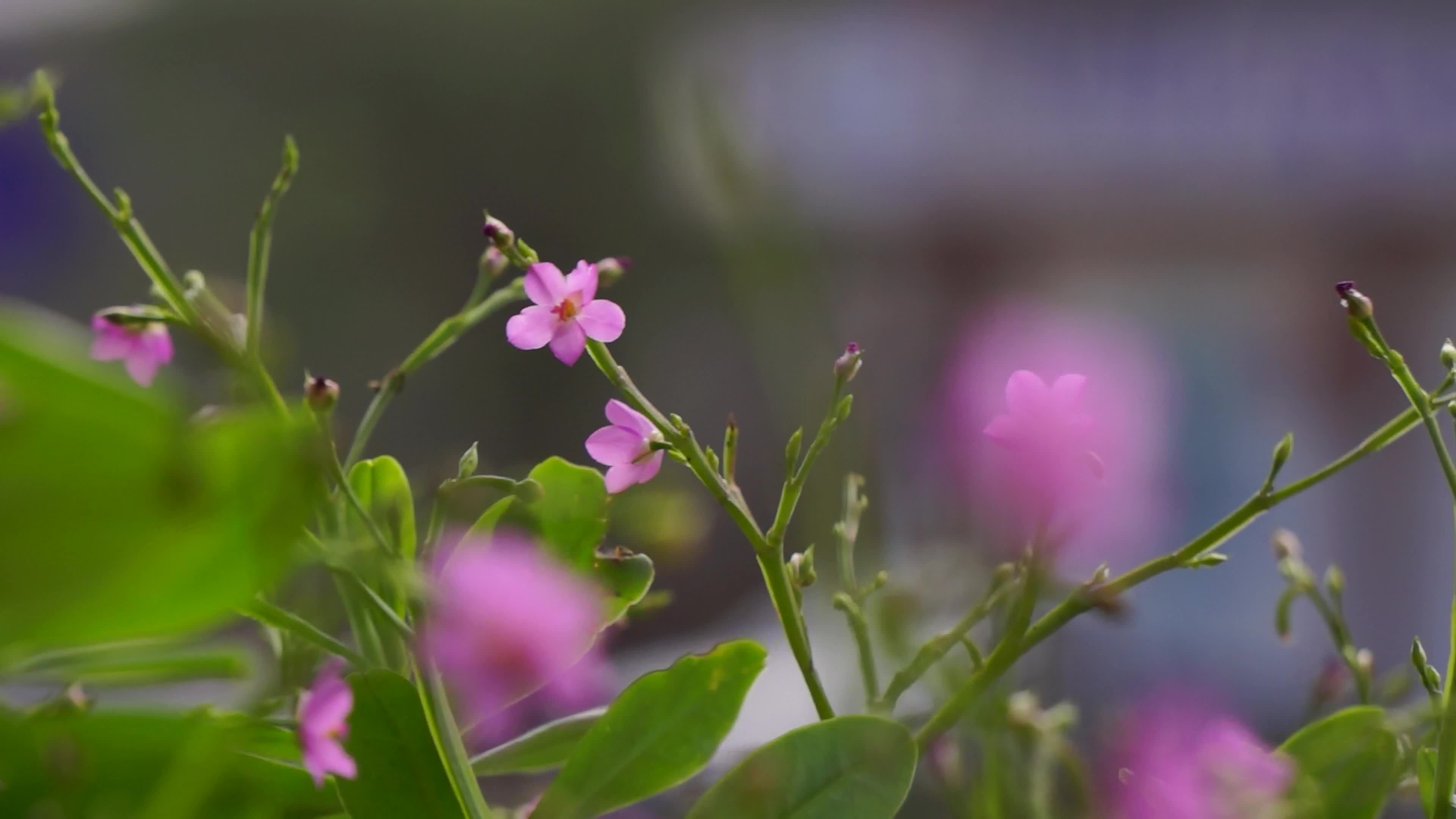 Smal Penis Videos Download The Best Free 4k Stock Video Footage And Smal
