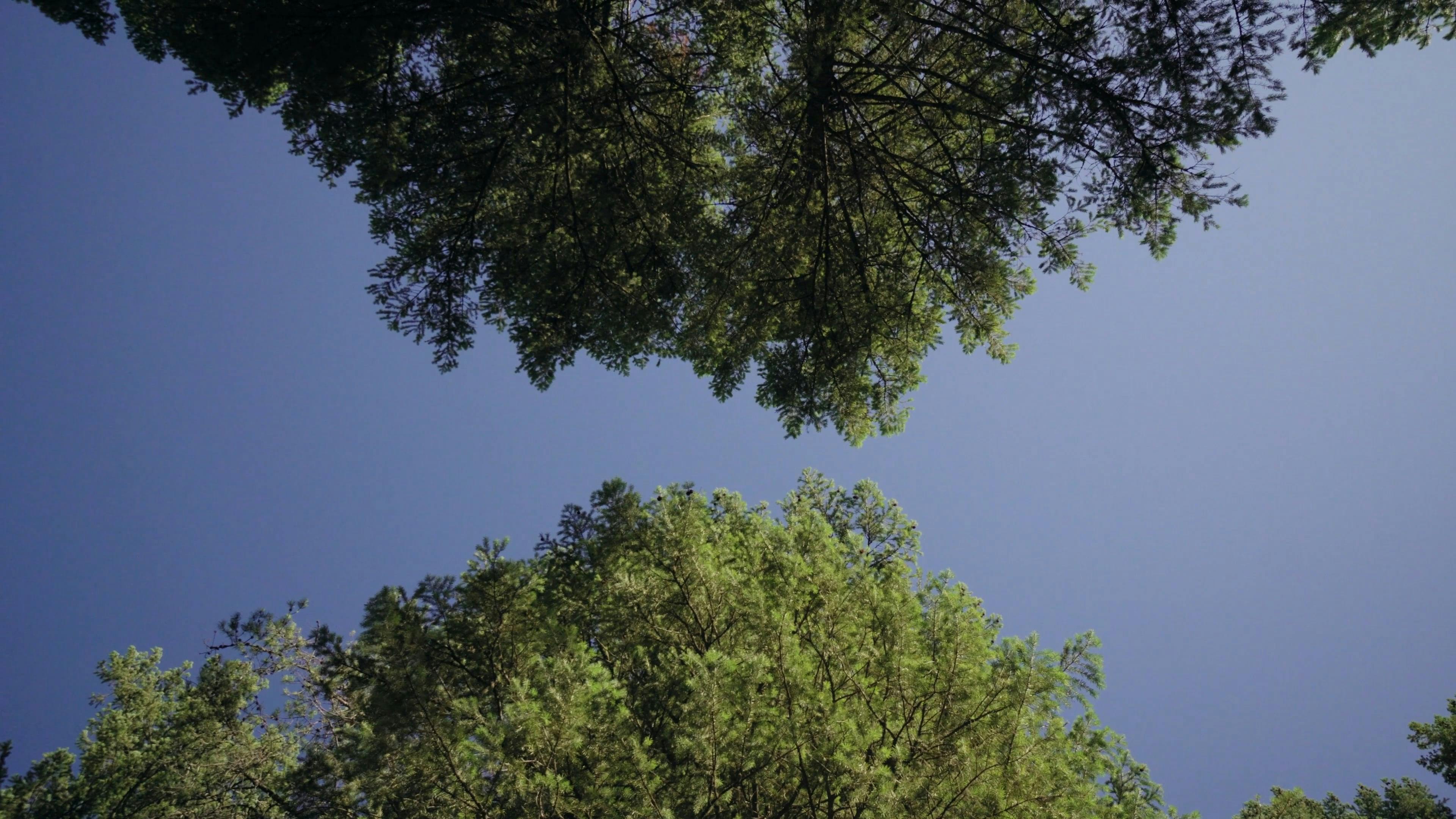 Sky Canopies Videos, Download The BEST Free 4k Stock Video Footage ...