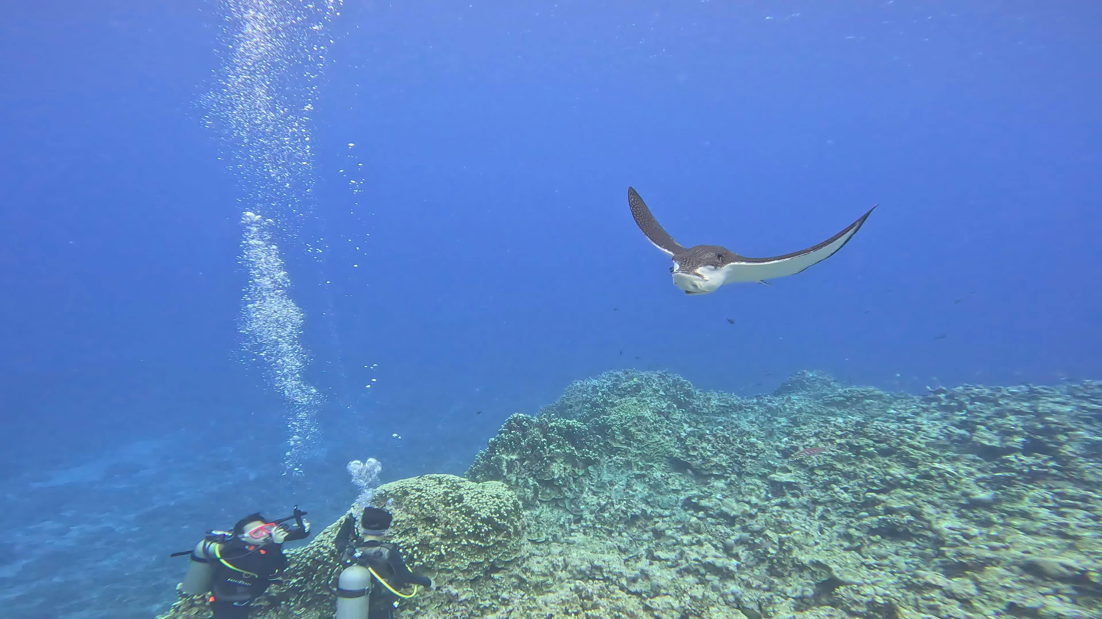 Eagle Diving Videos, Download The BEST Free 4k Stock Video Footage ...