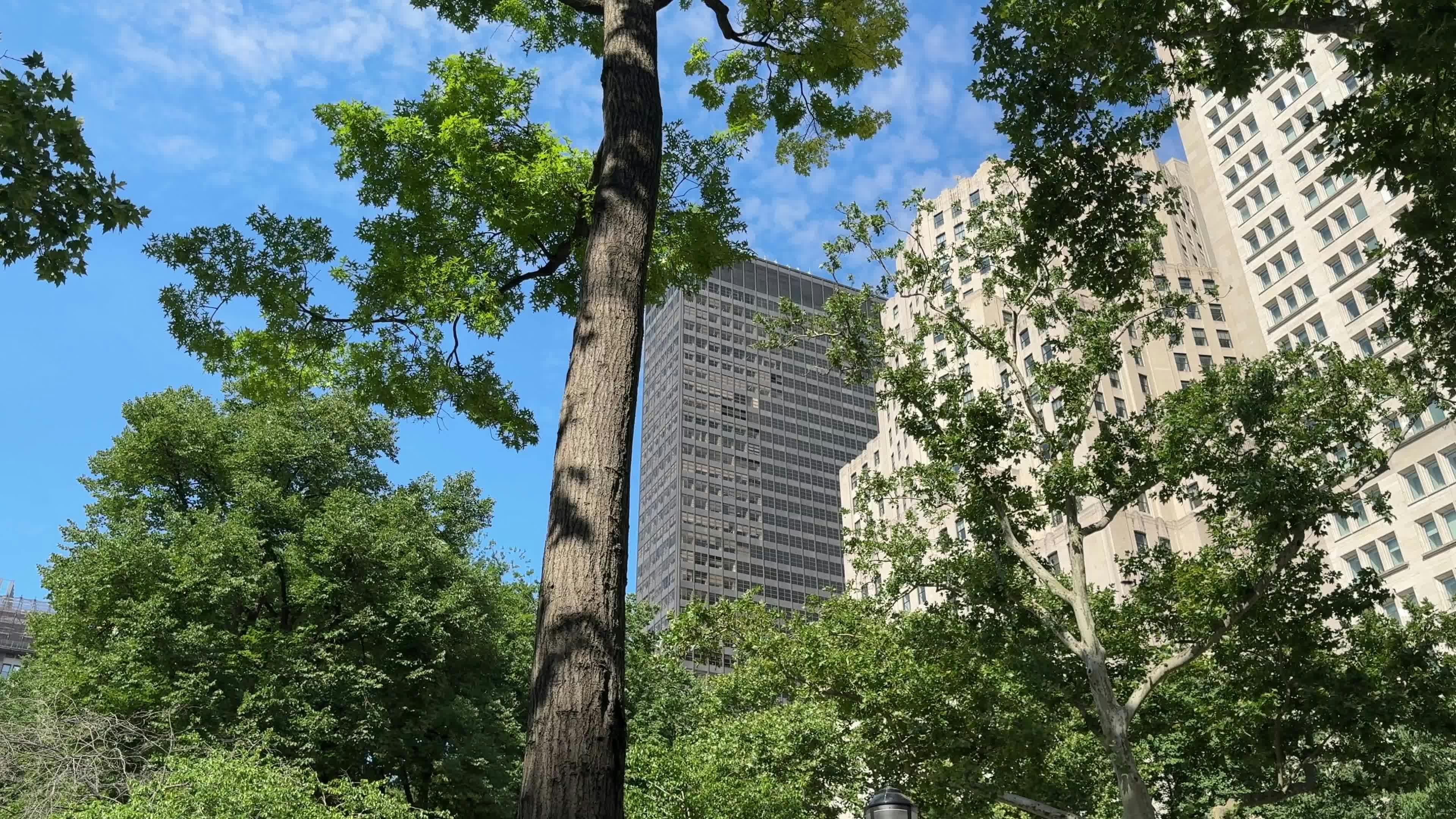 Urban trees, like these trees in New York, can help reduce temperatures ...