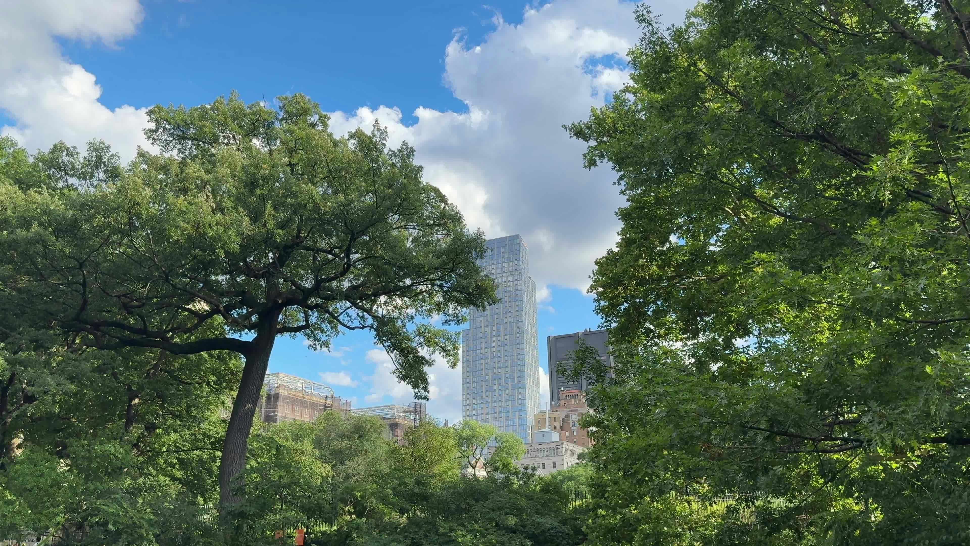 Urban trees, like these trees in New York, can help reduce temperatures ...