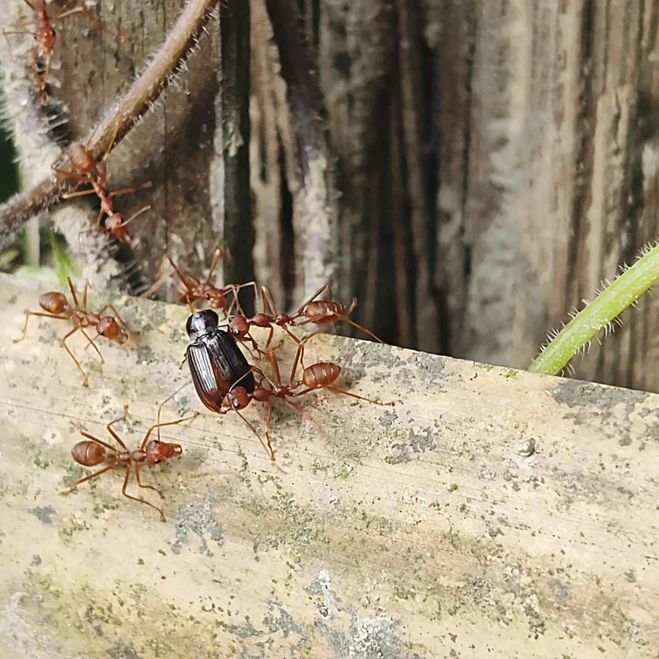 Vídeos de stock gratuitos sobre al aire libre, animales, arboles ...